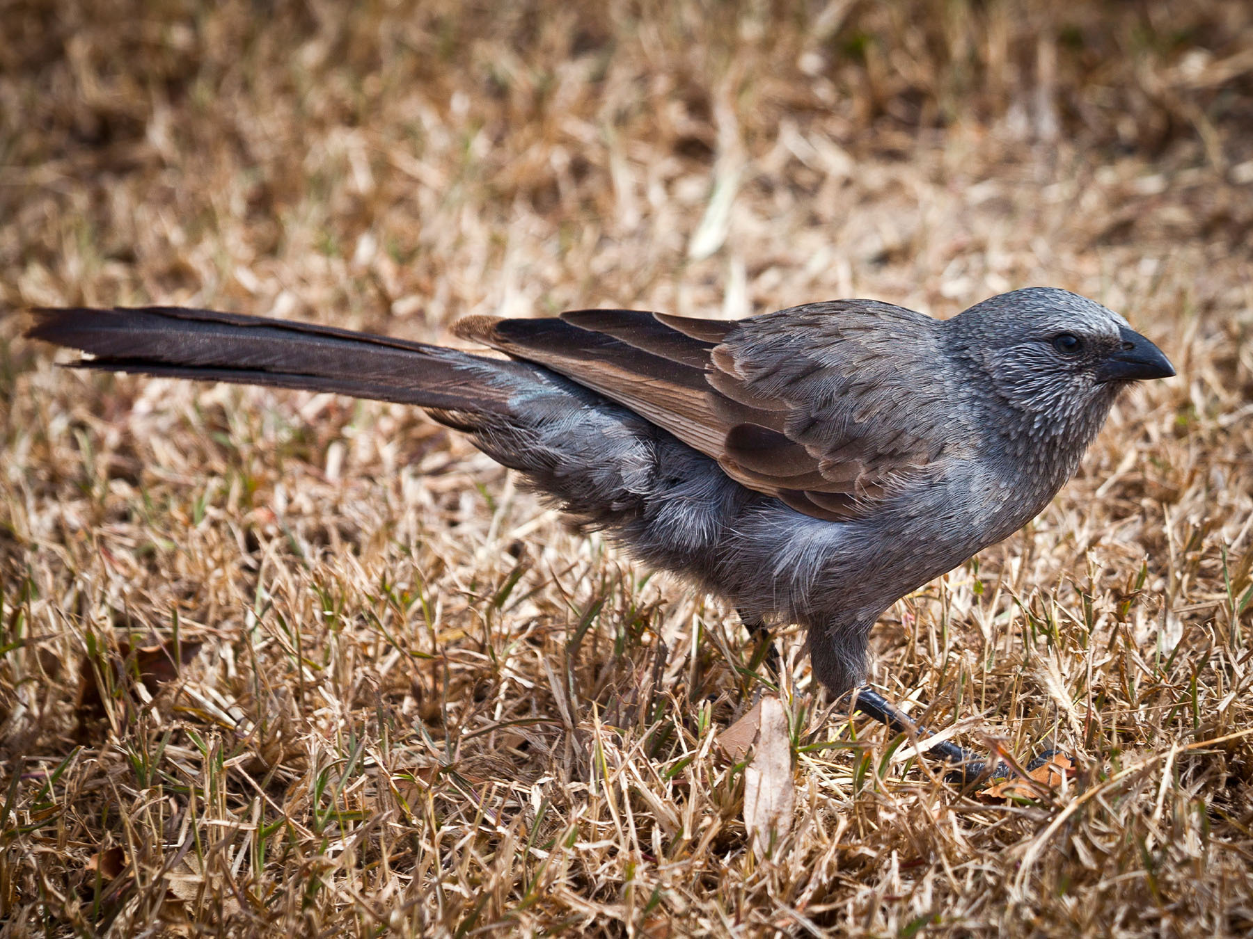 Apostlebird | Birdfact