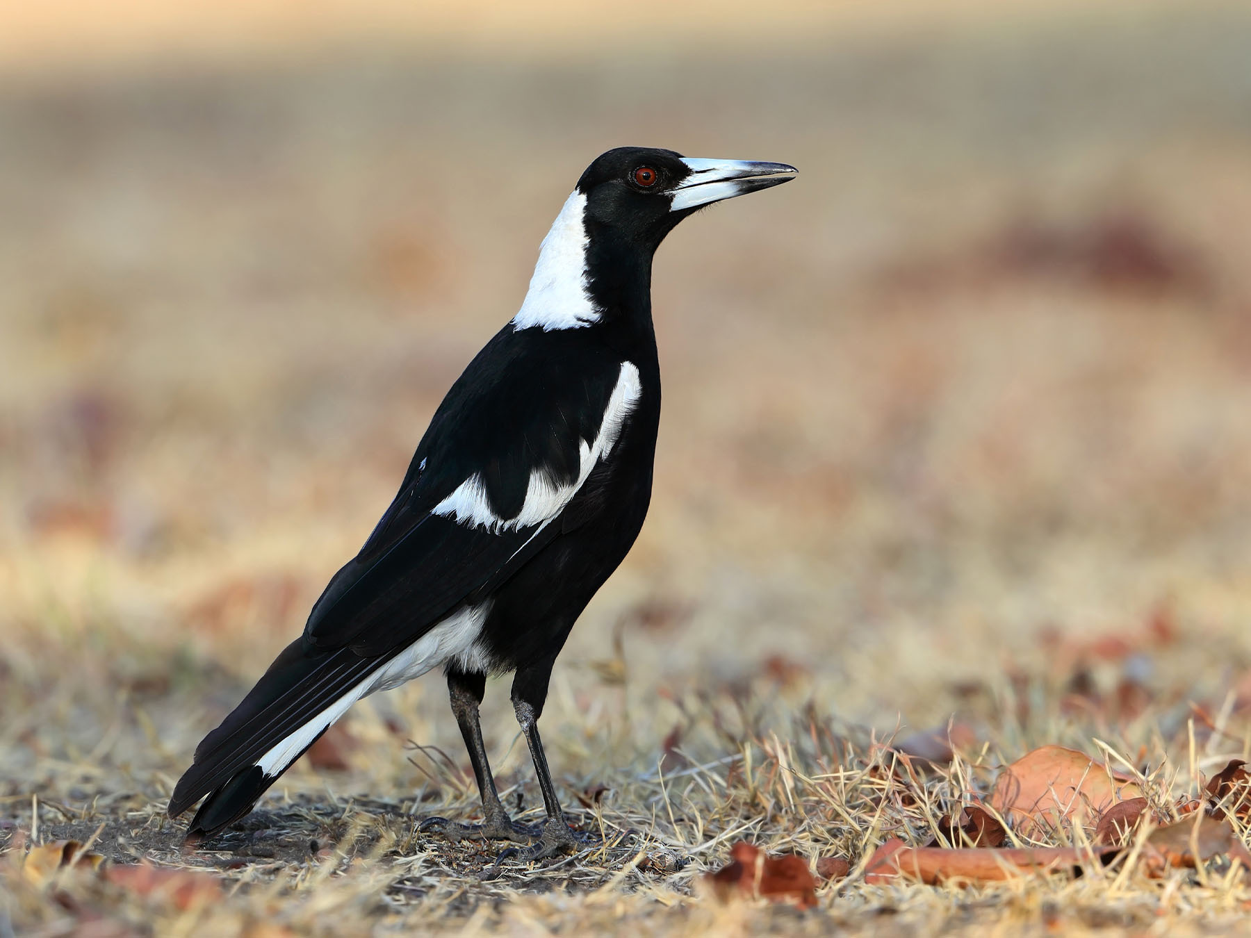 Australian Magpie | Birdfact