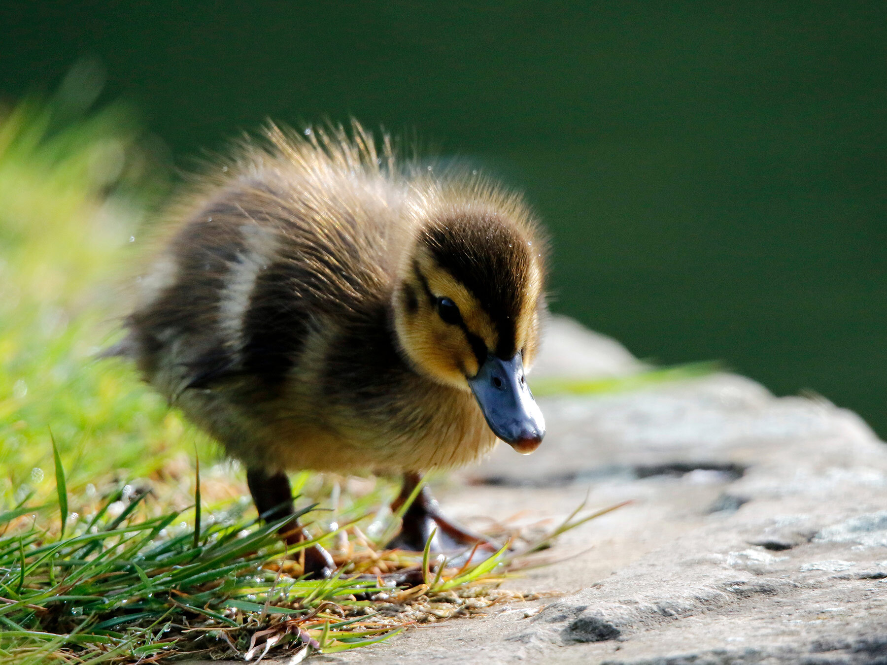 Baby Ducks (Ducklings): Complete Guide with Pictures | Birdfact