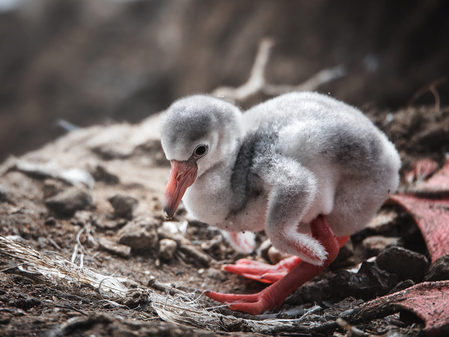 Baby Flamingos: Everything You Need To Know (with Pictures) | Birdfact