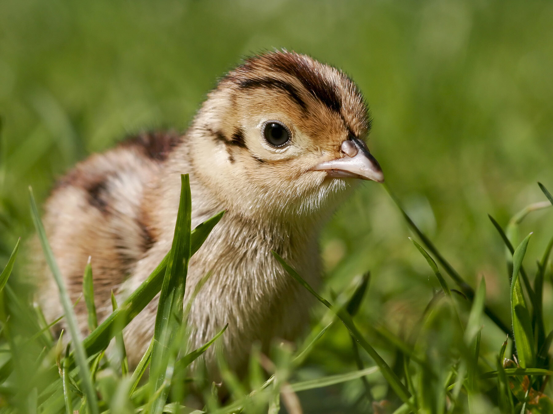 Baby Pheasants: All You Need To Know (With Pictures) | Birdfact