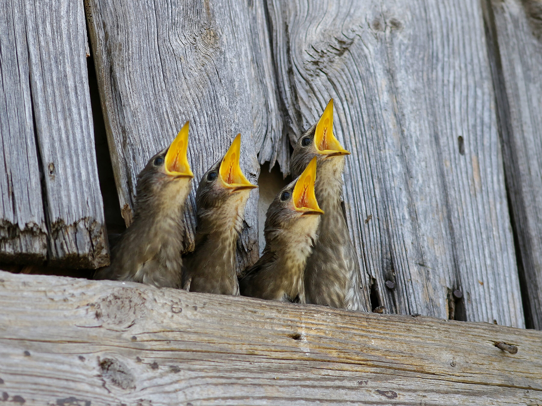 Baby Starlings: All You Need To Know | Birdfact