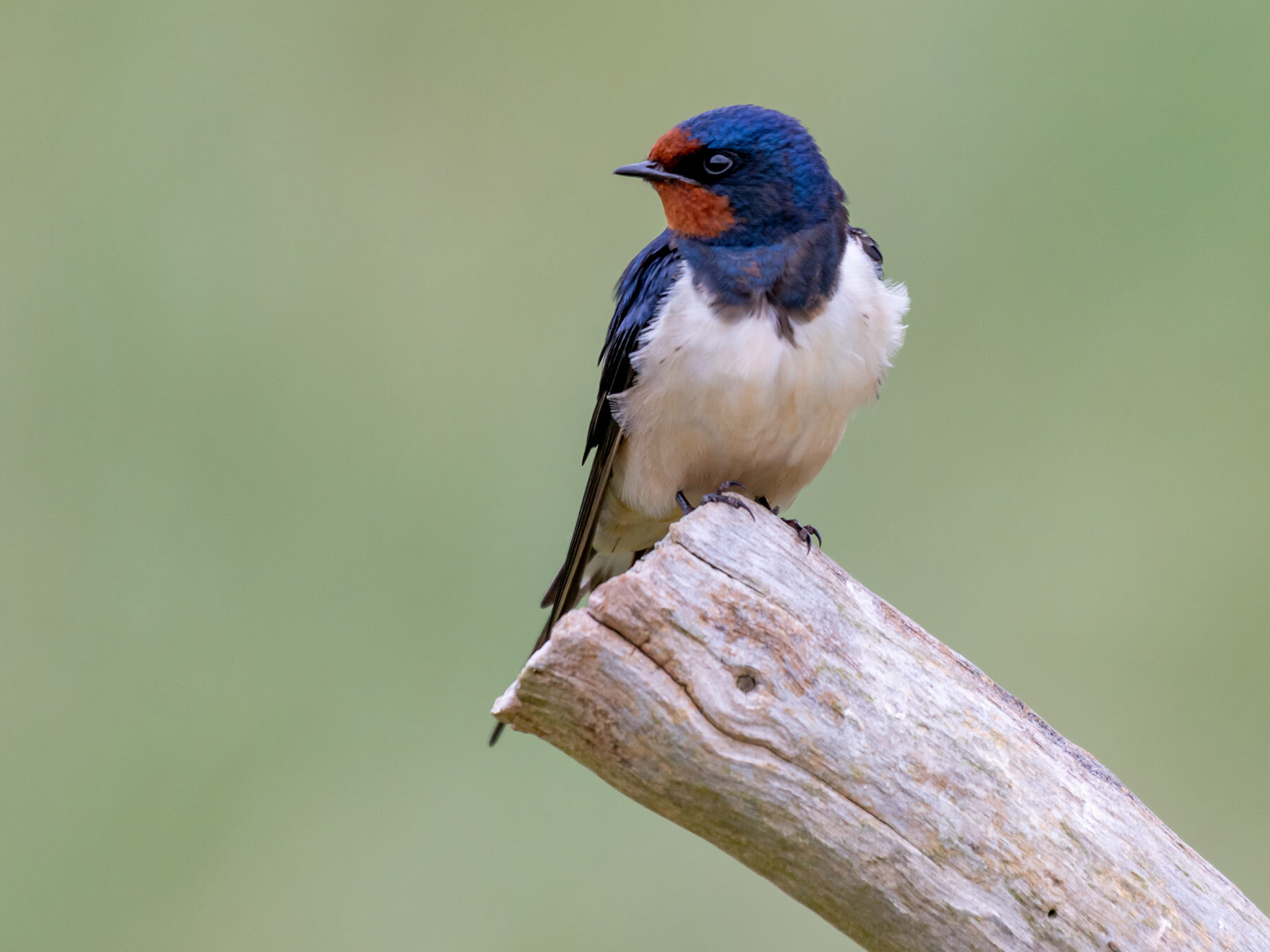 Barn Swallow Migration: Routes, Timing & Distances Explained | Birdfact