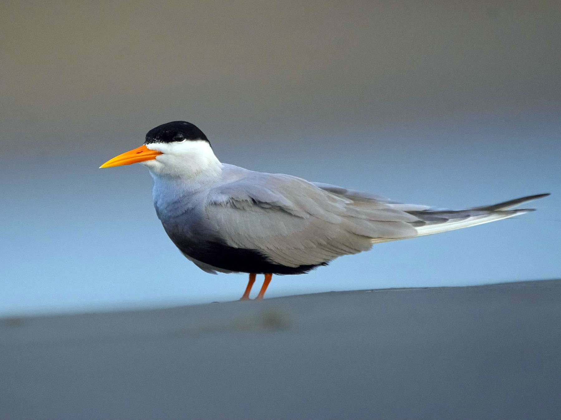 Black-bellied Tern | Birdfact