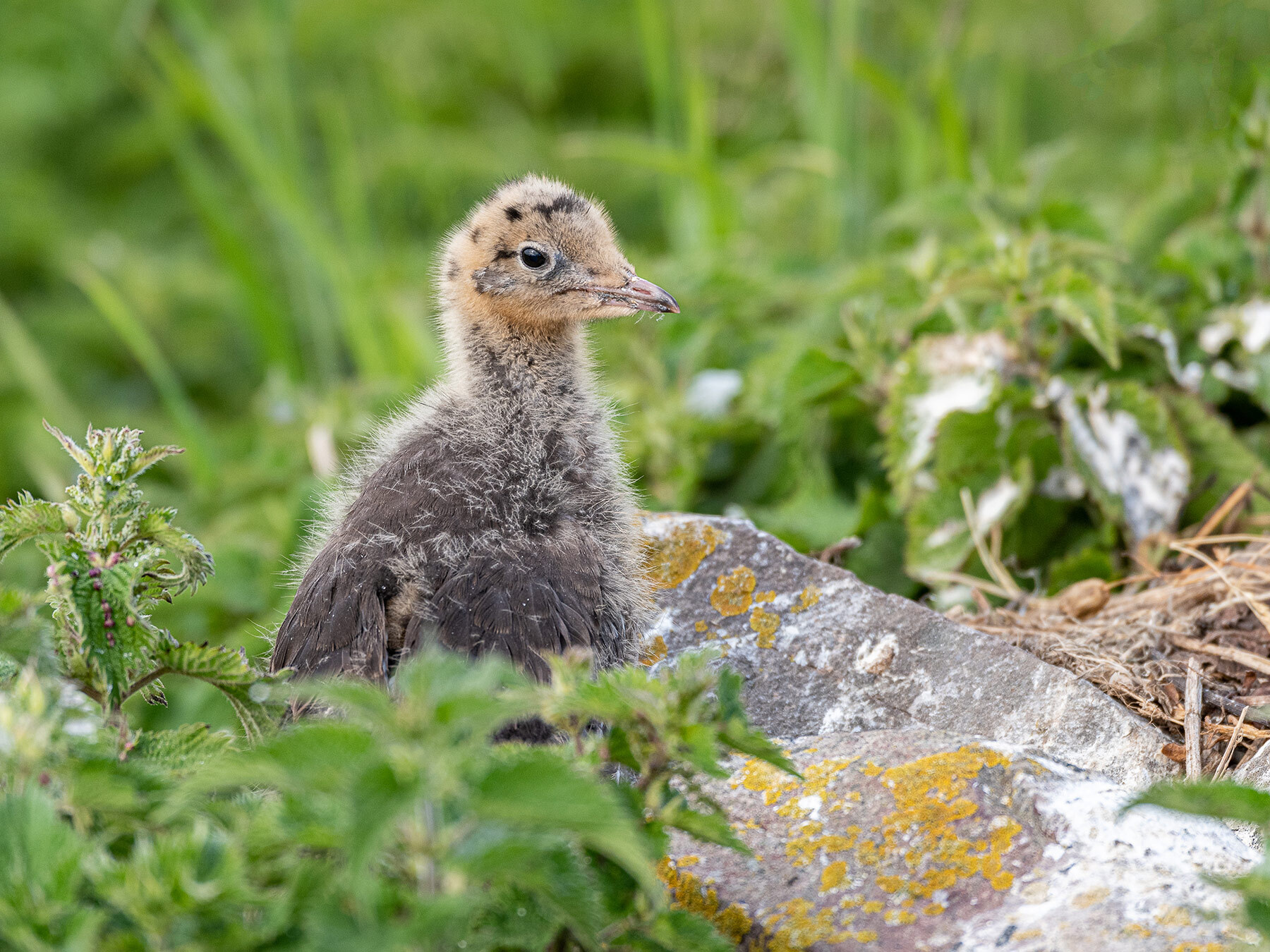 What Is A Baby Seagull