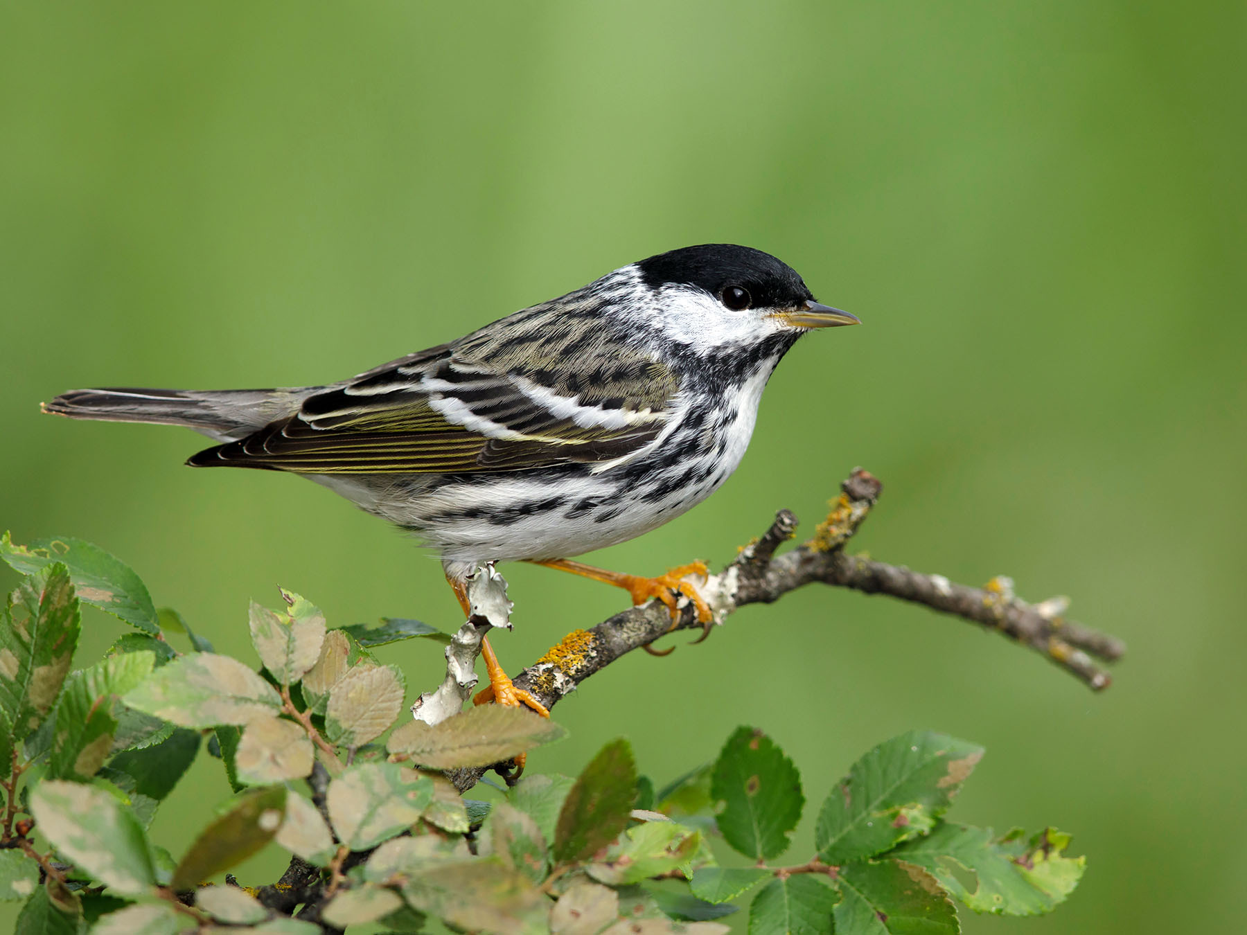 Blackpoll Warbler | Birdfact