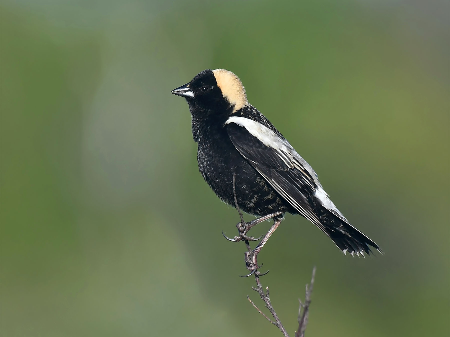 Bobolink | Birdfact