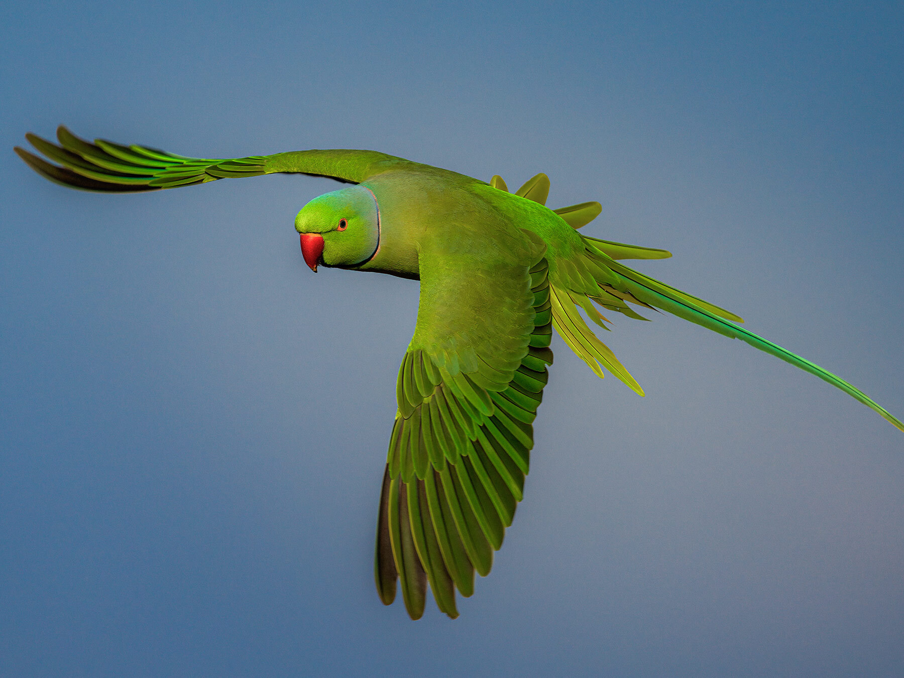 Can A Parakeet Survive In The Wild? | Birdfact
