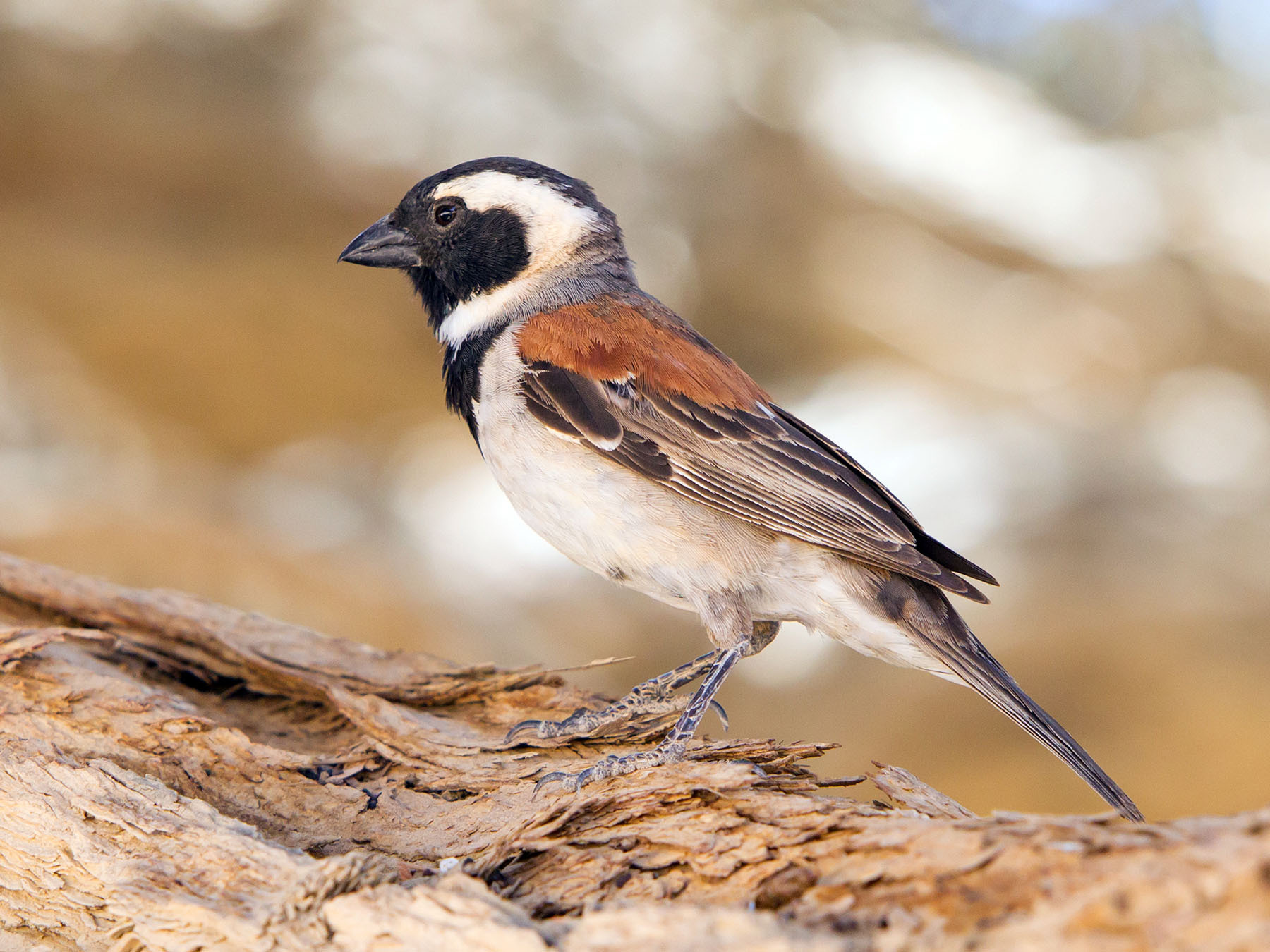 Cape Sparrow | Birdfact