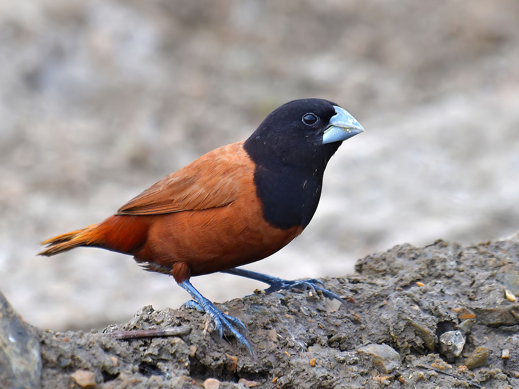 Chestnut Munia | Birdfact