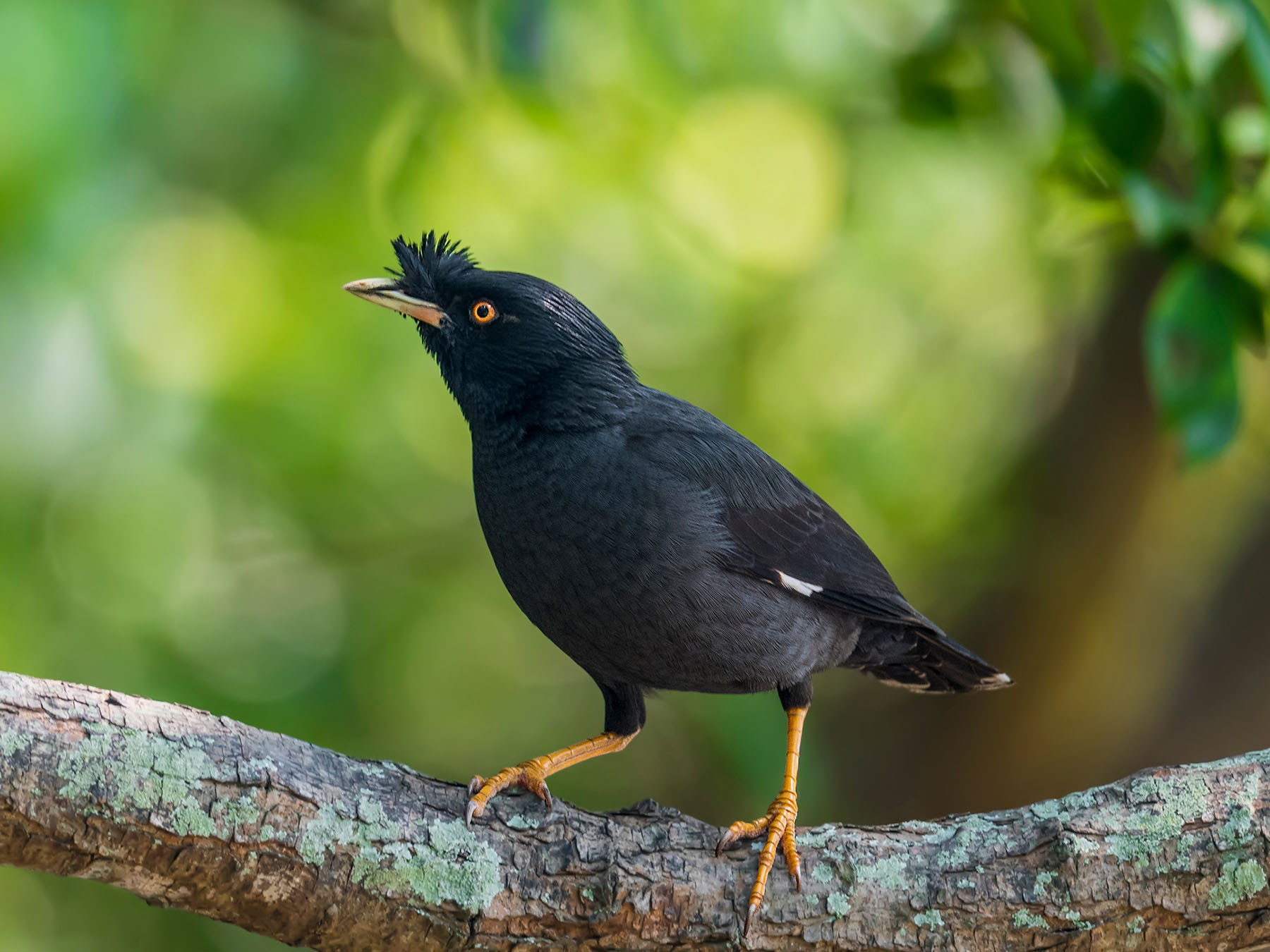 Crested Myna | Birdfact
