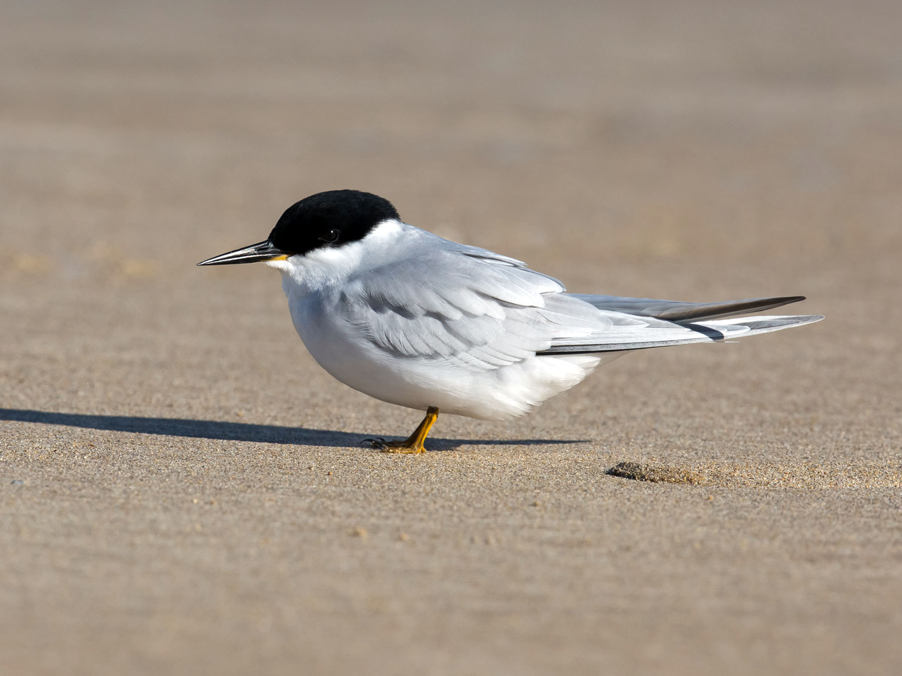Damara Tern | Birdfact
