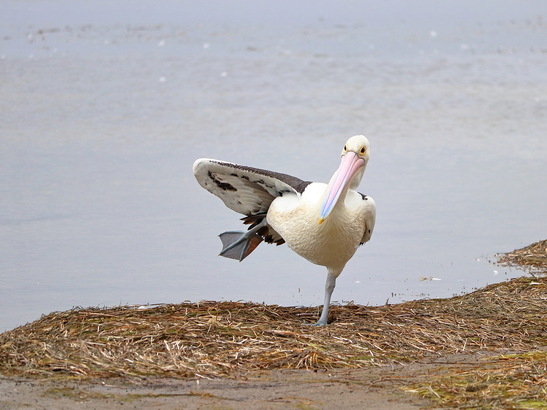 Do Birds Fart The Science Behind Avian Digestion And Gas Birdfact