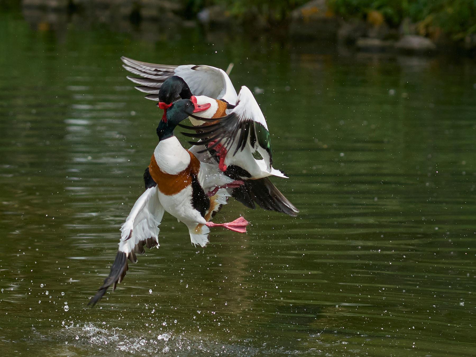 Toothed Duck