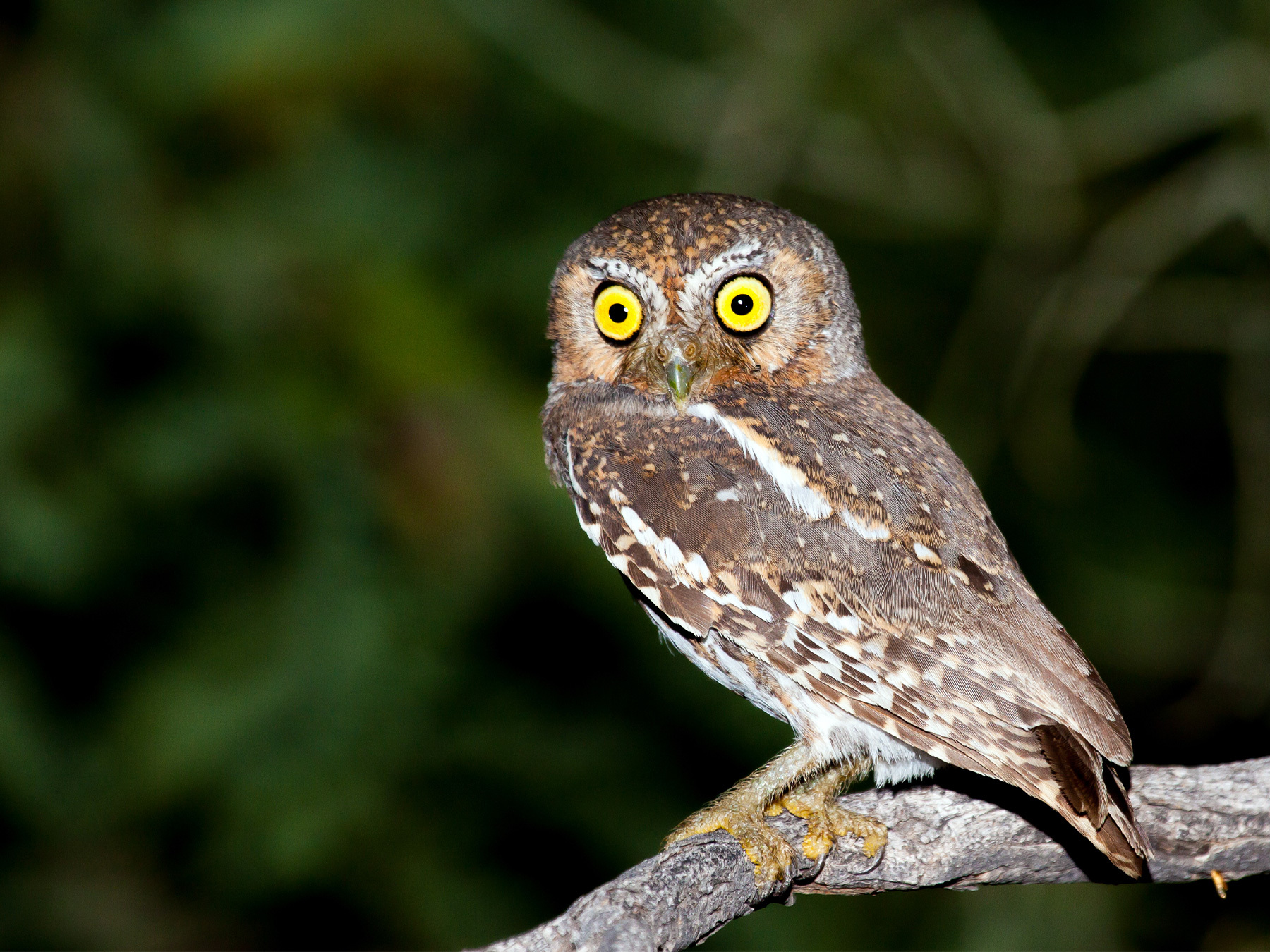 Elf Owl | Birdfact