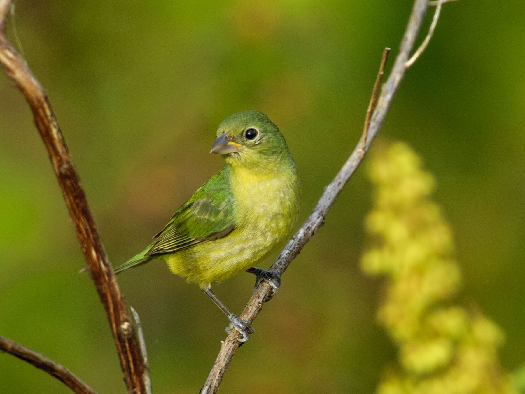Female Painted Buntings (Male vs Female Identification) | Birdfact