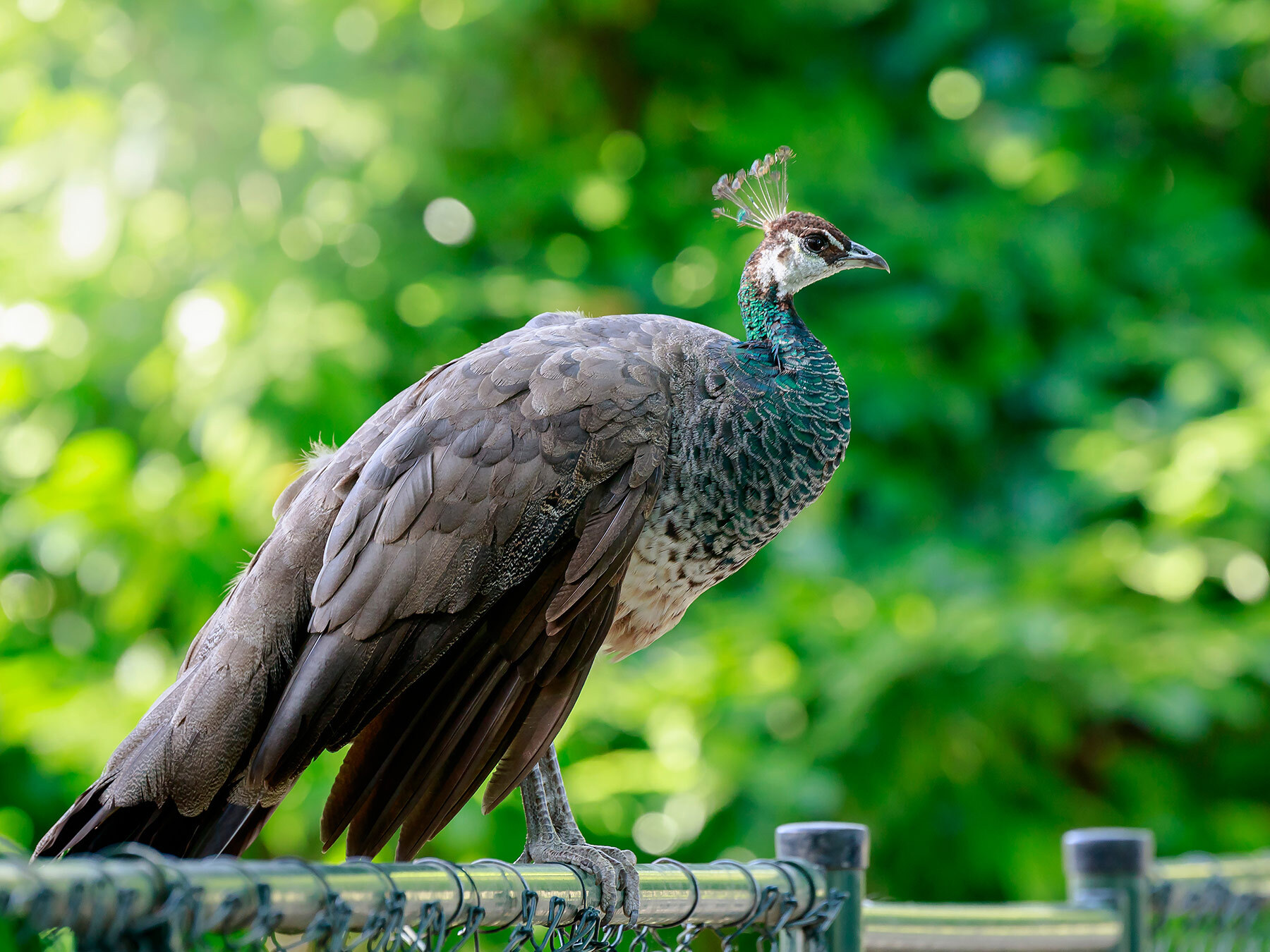 Female Peacocks (Male vs Female: Identification Guide) | Birdfact