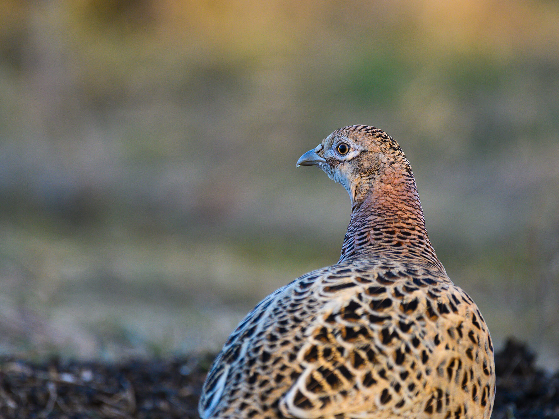Female Pheasants (Male vs Female: Identification Guide) | Birdfact