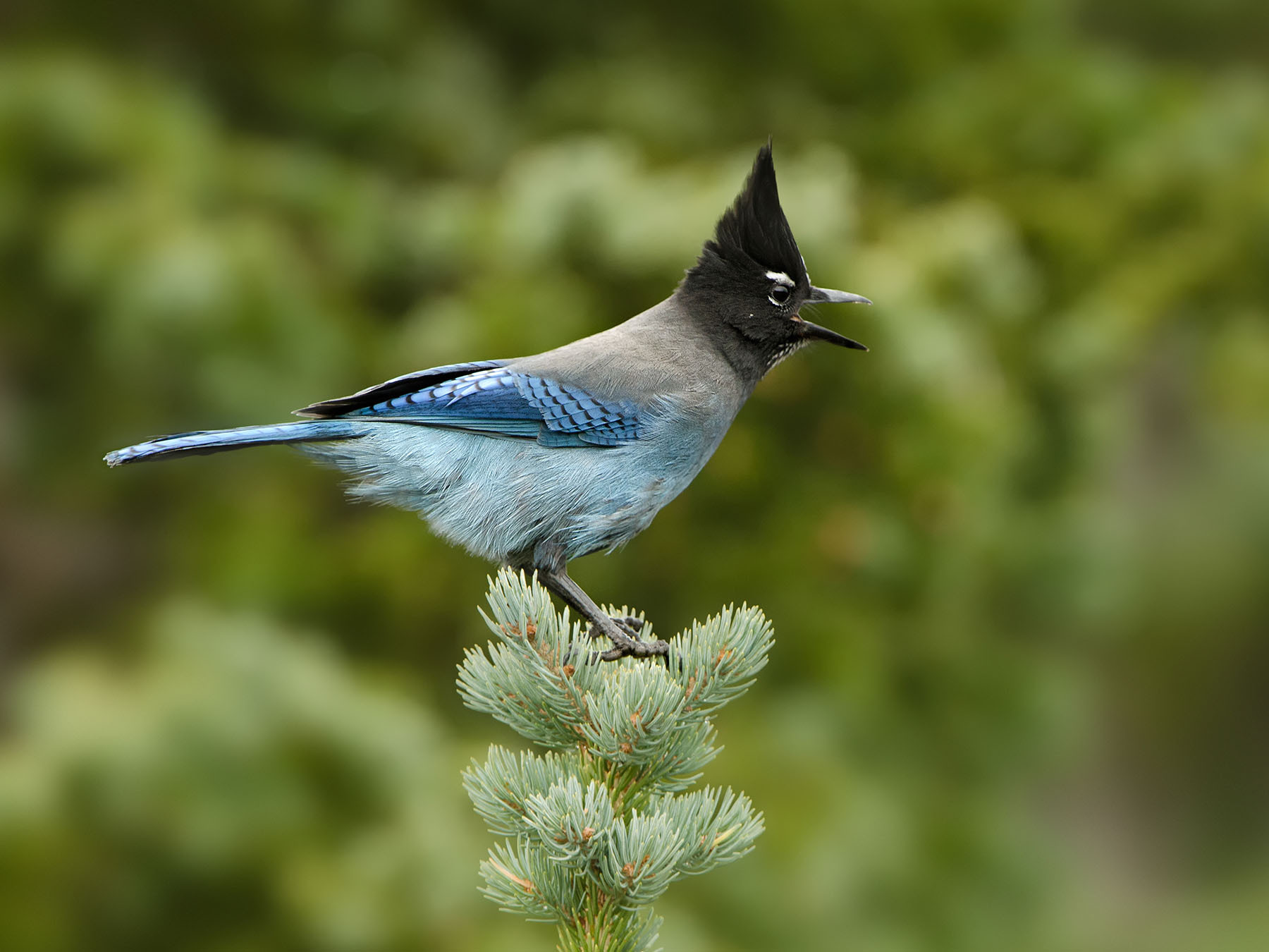 Female Steller's Jays (Male vs Female Identification Guide) | Birdfact