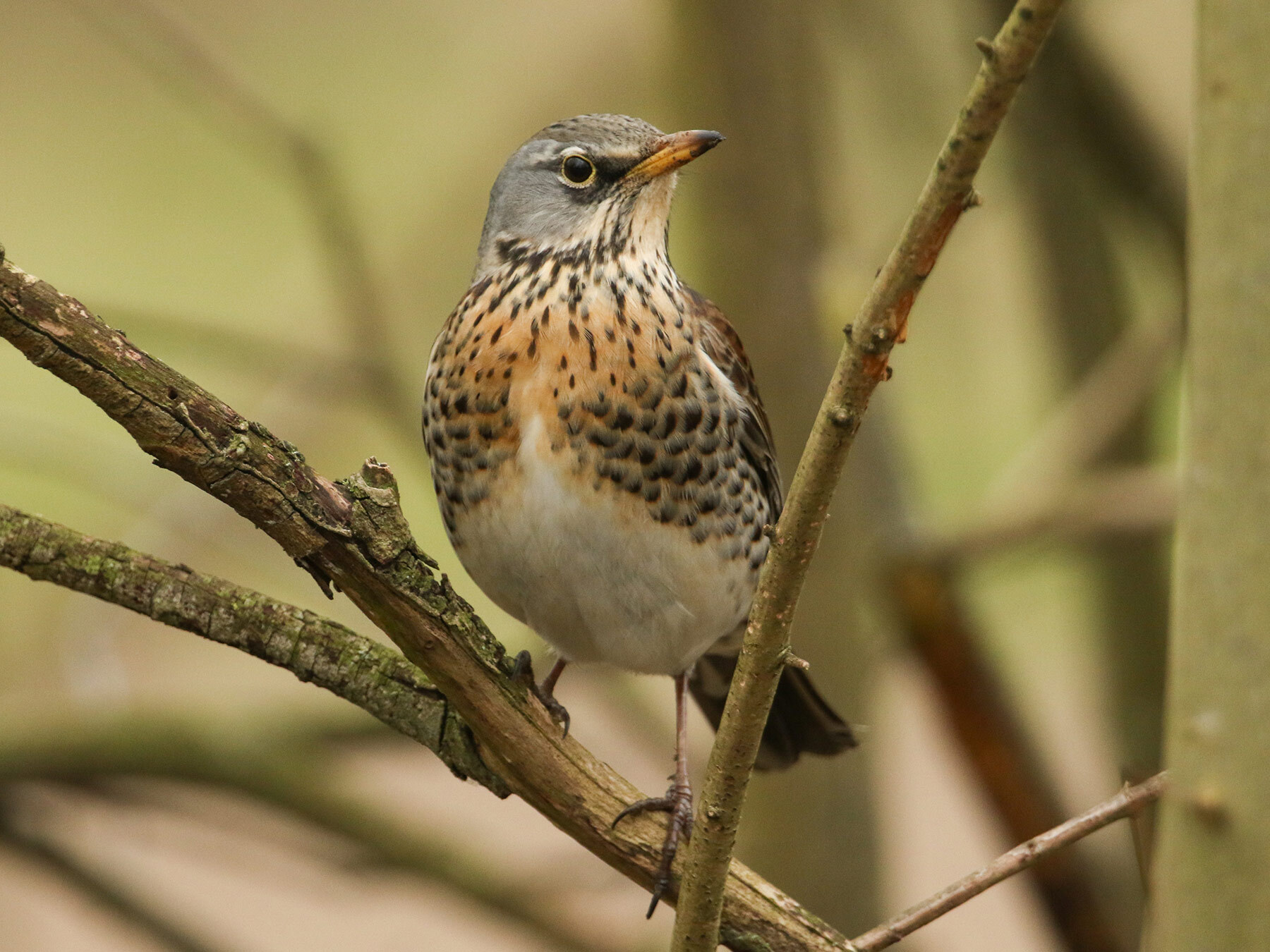 Fieldfare | Birdfact