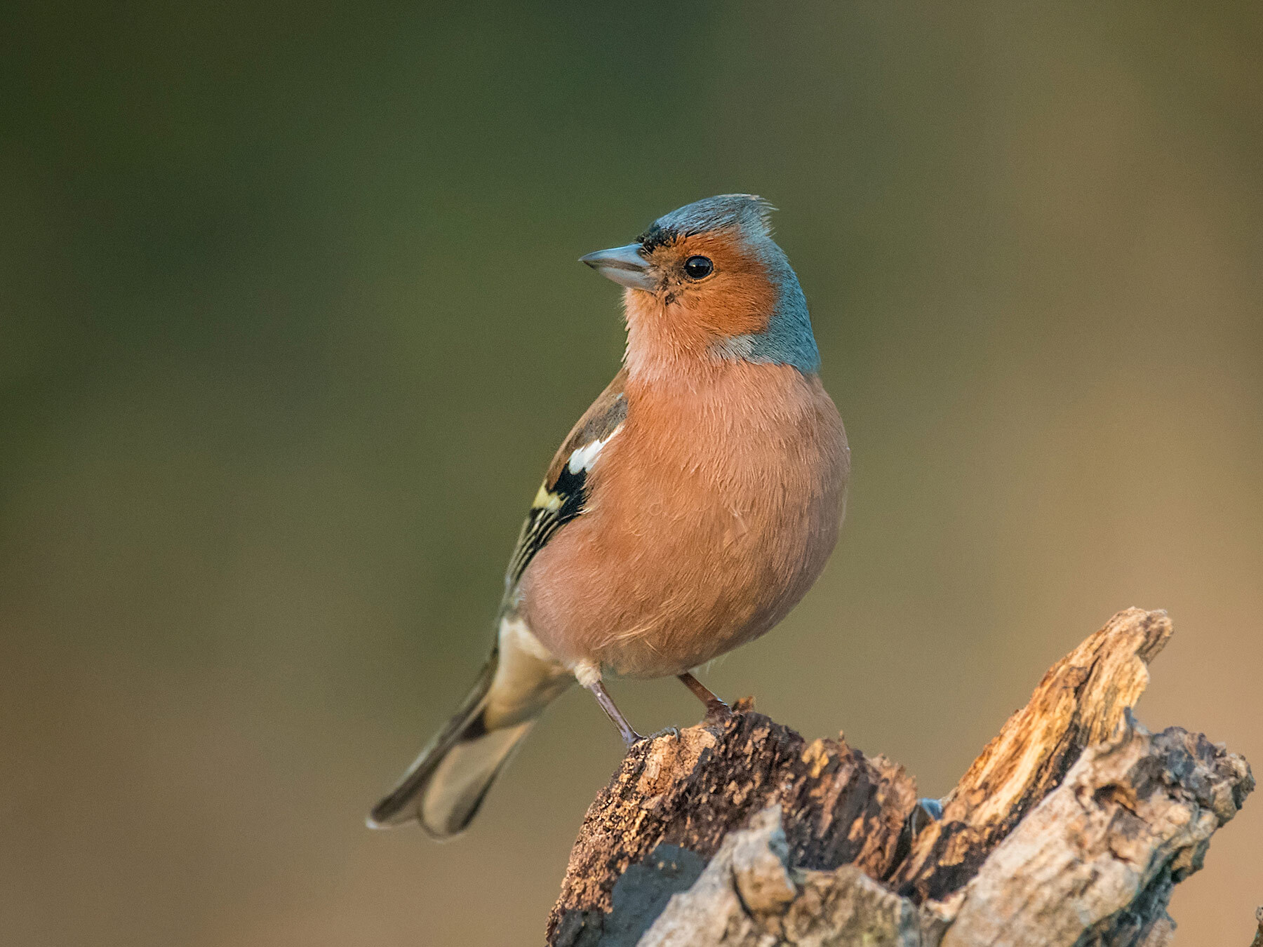 Types of Finches in the UK: Identification Guide | Birdfact