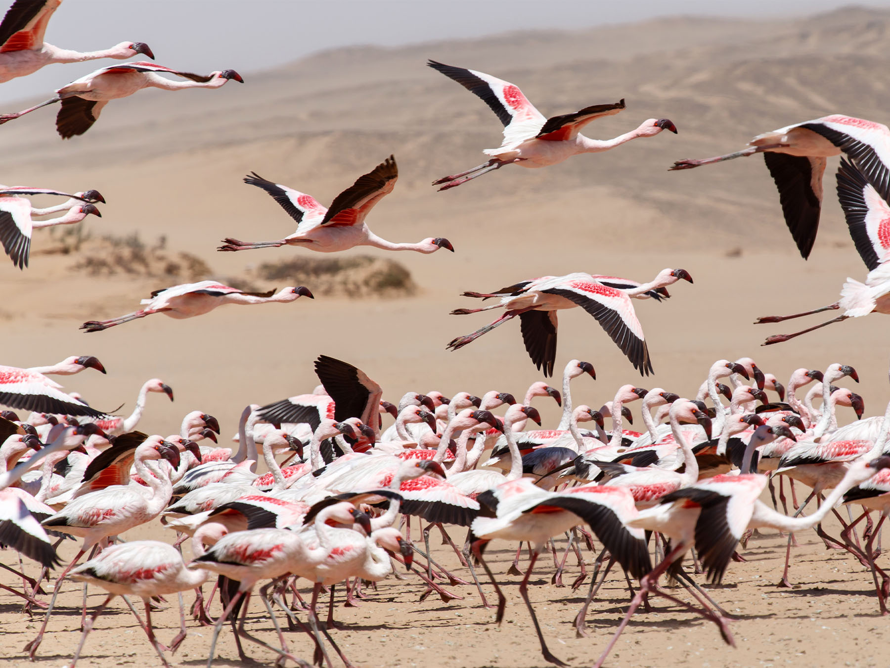 Flamingo Migration: All About The Great Pink Voyage | Birdfact