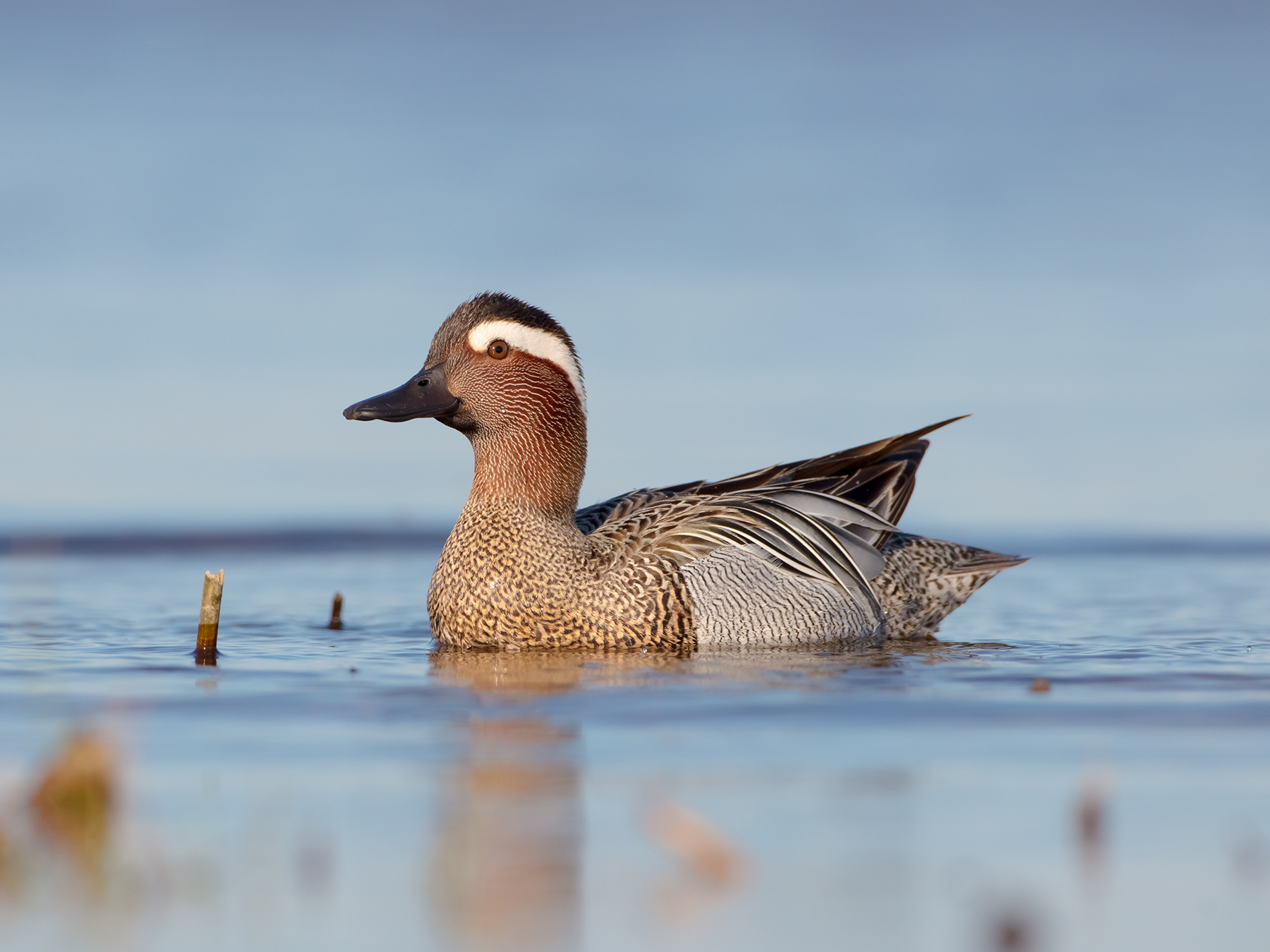 Garganey | Birdfact