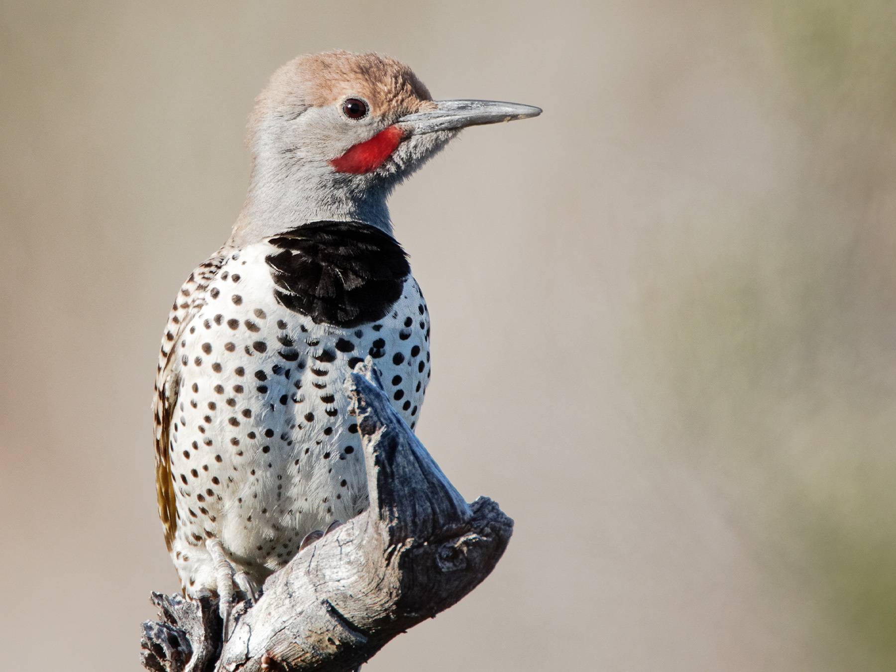 Gilded Flicker | Birdfact