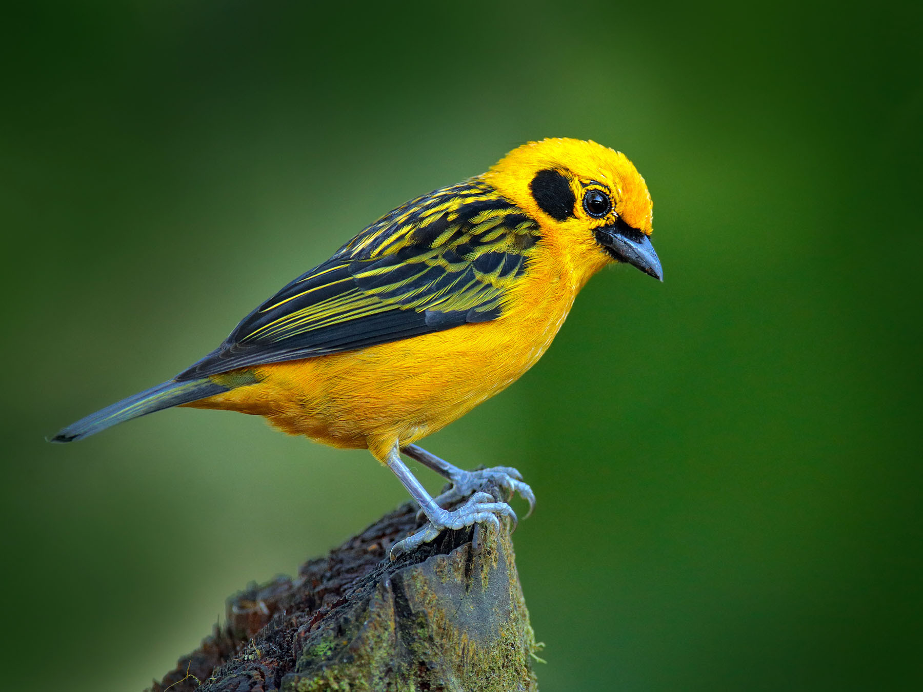 Golden Tanager | Birdfact