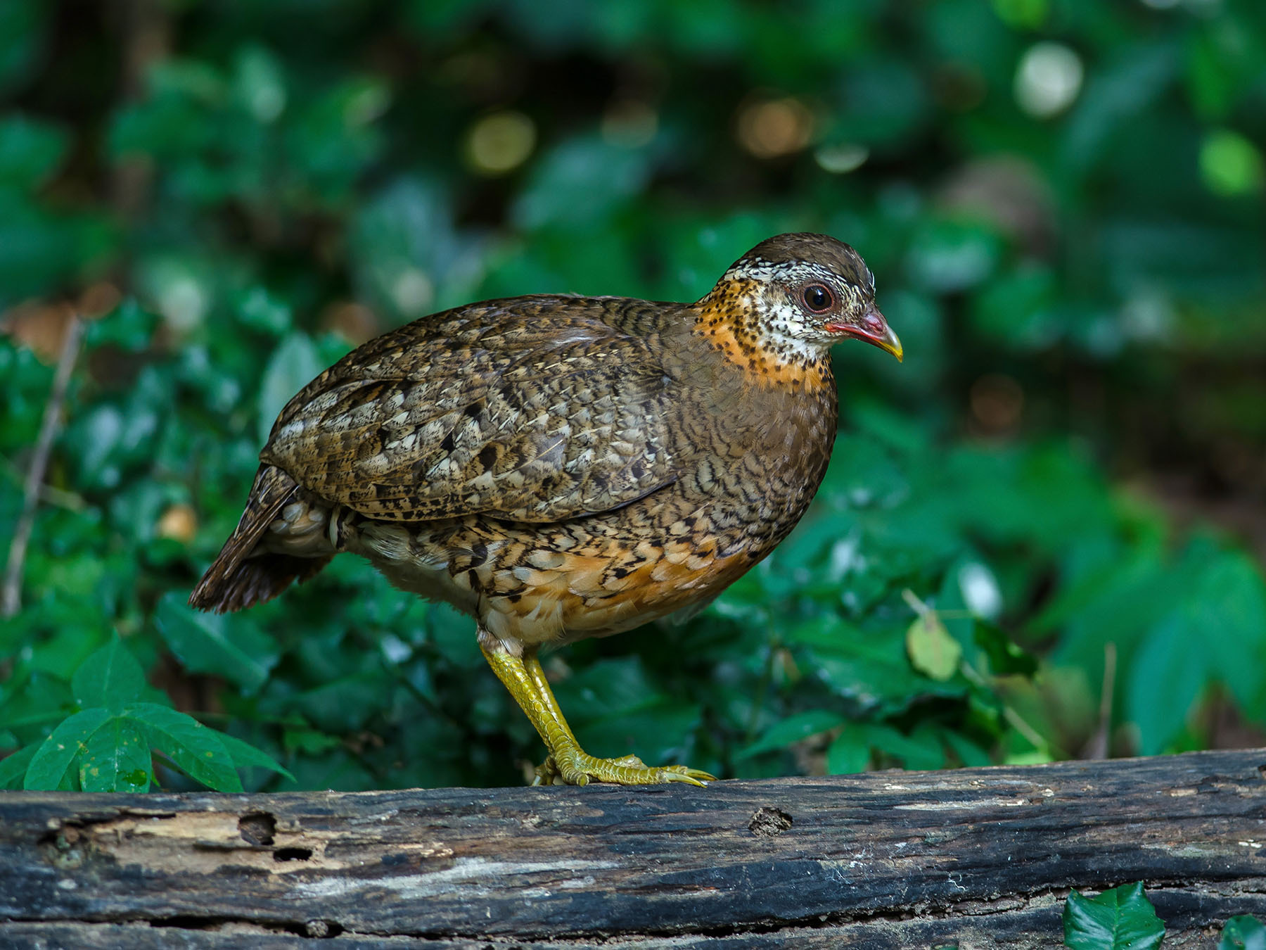 Green-legged Partridge | Birdfact