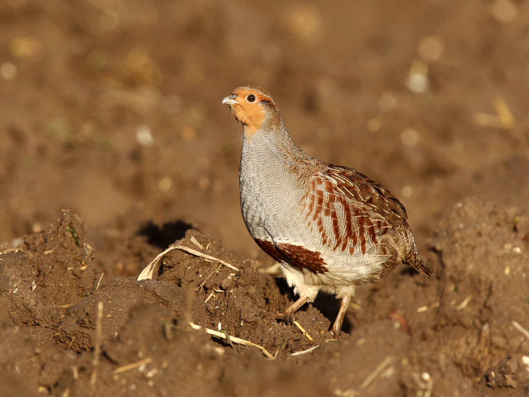 Grey Partridge | Birdfact