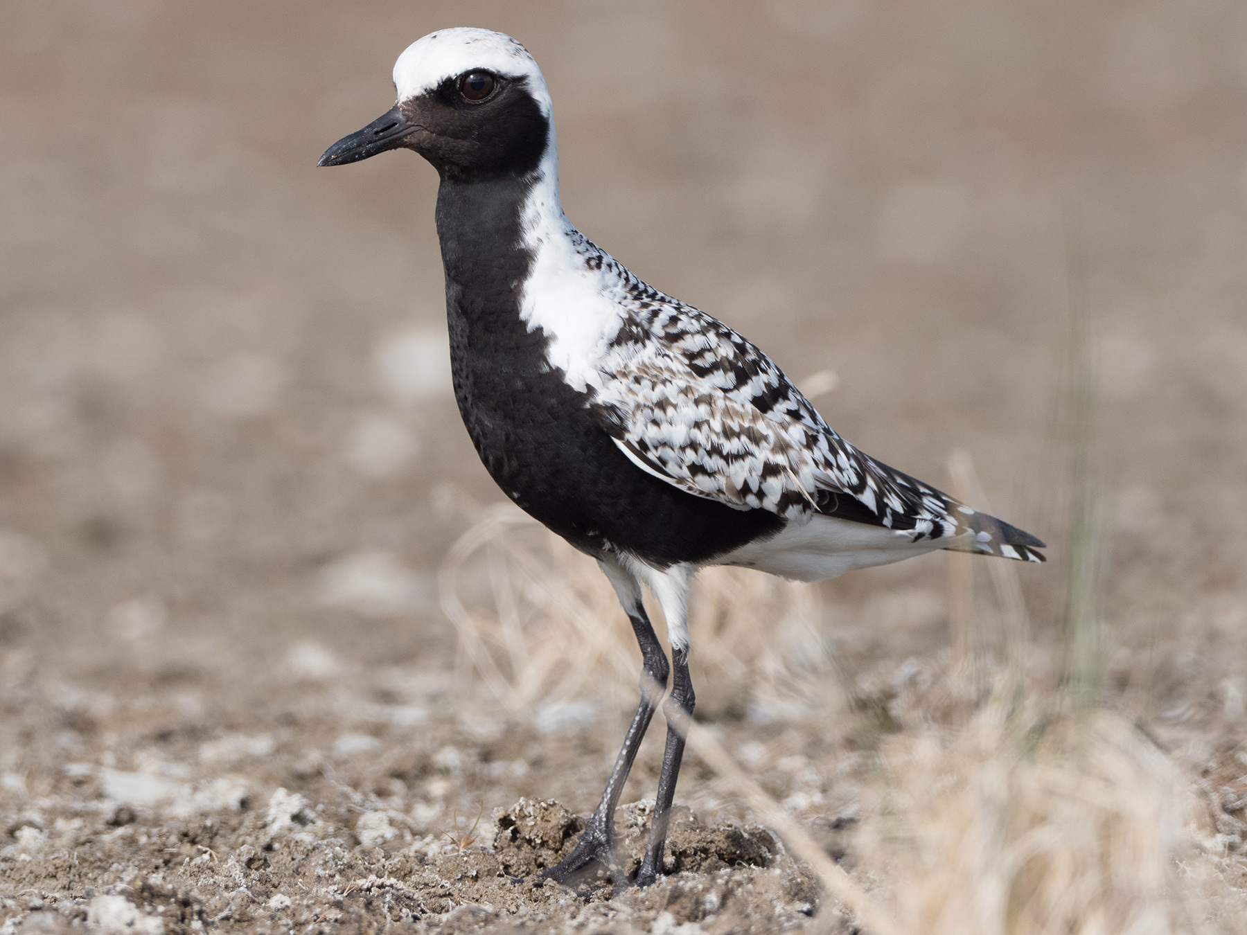 Grey Plover | Birdfact