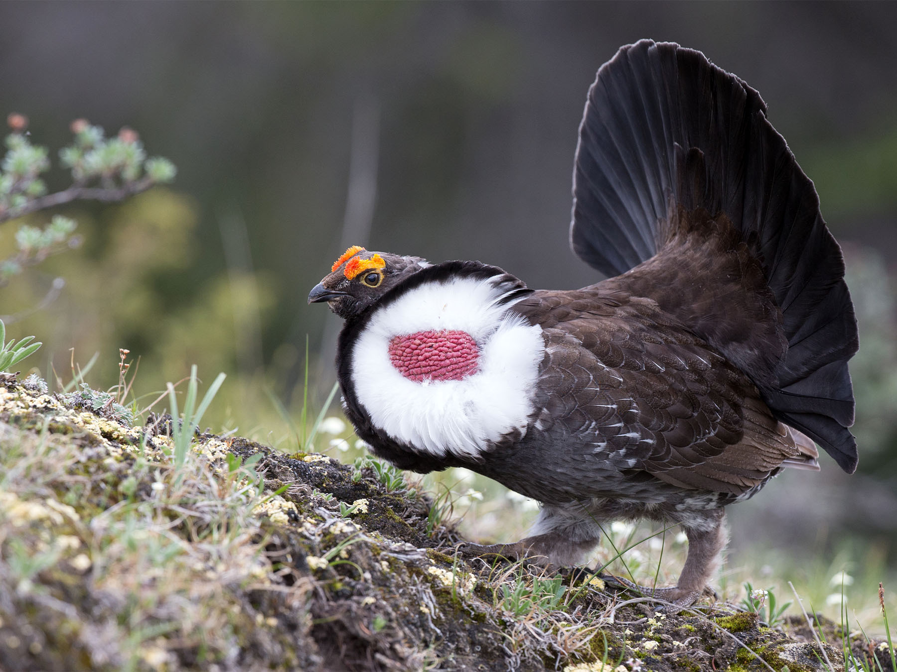 Grouse or Pheasant? A Comprehensive Comparison Guide | Birdfact