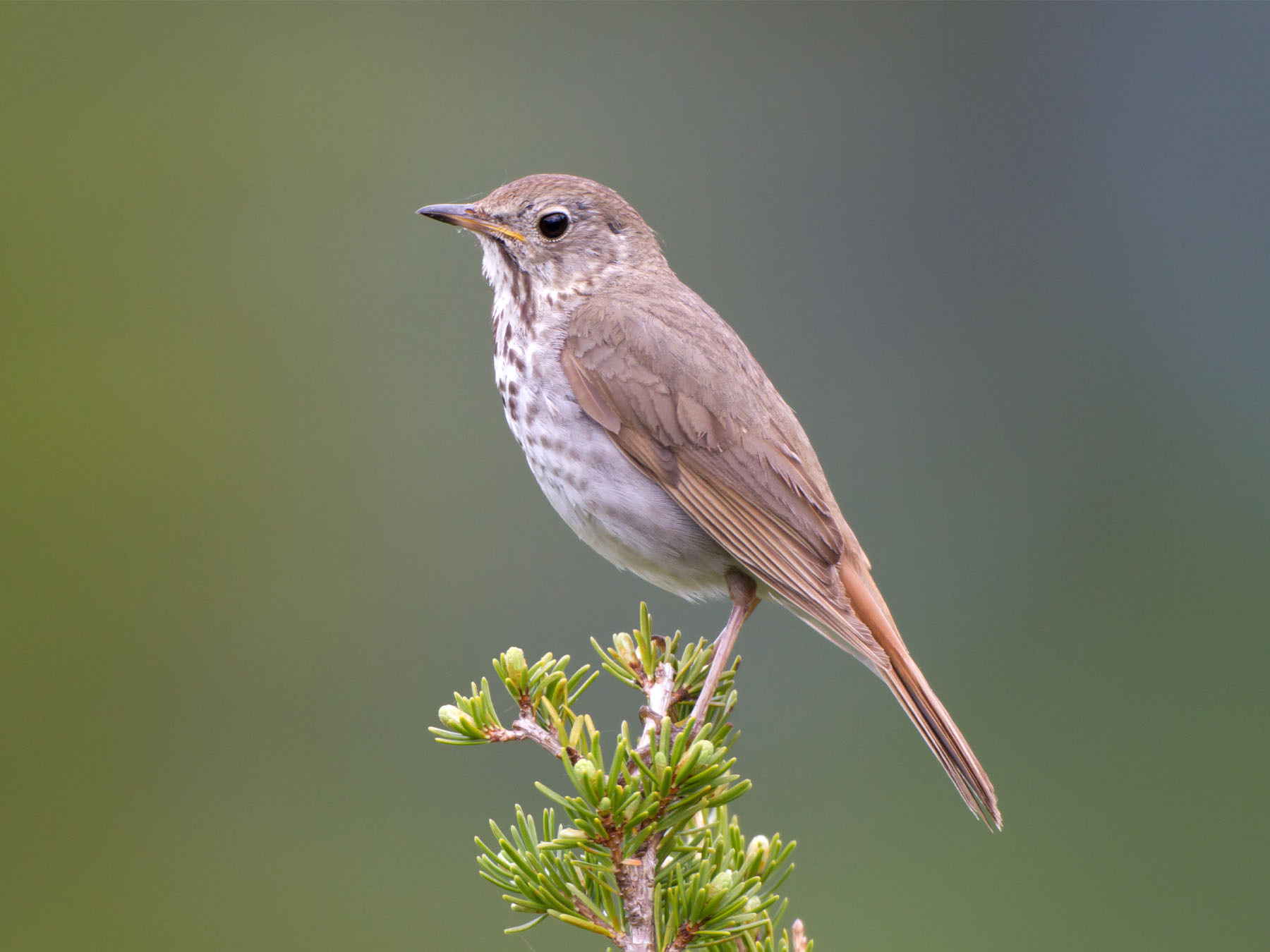 Hermit Thrush | Birdfact