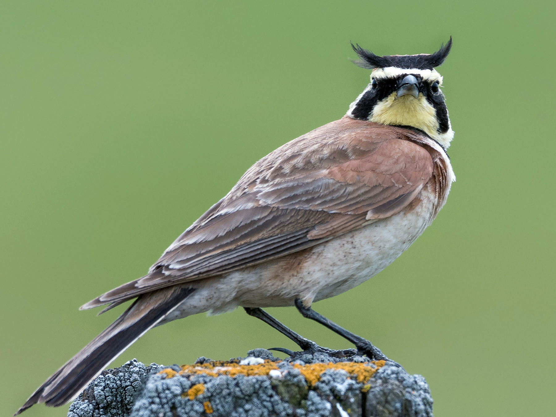 Horned Lark | Birdfact