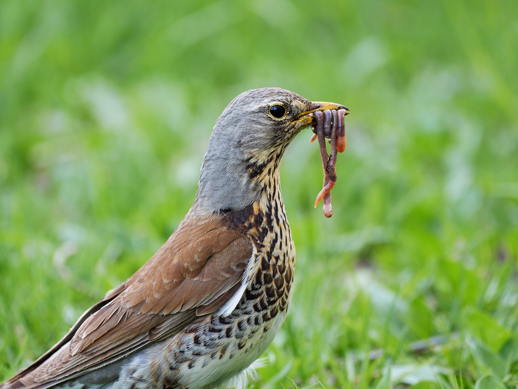 How Do Birds Find Worms? (Complete Guide) | Birdfact