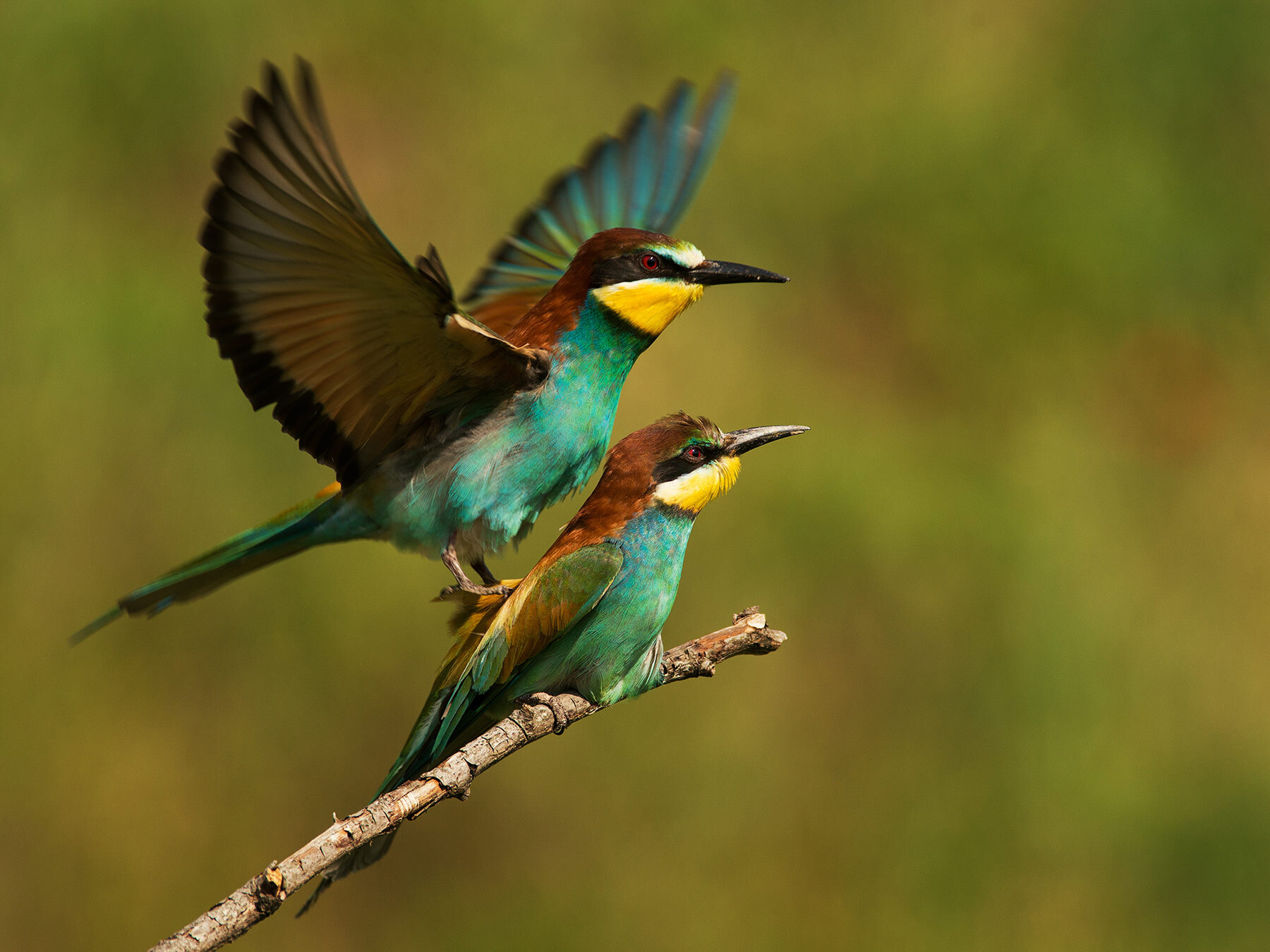 How Do Birds Mate: From Courtship to Nesting | Birdfact