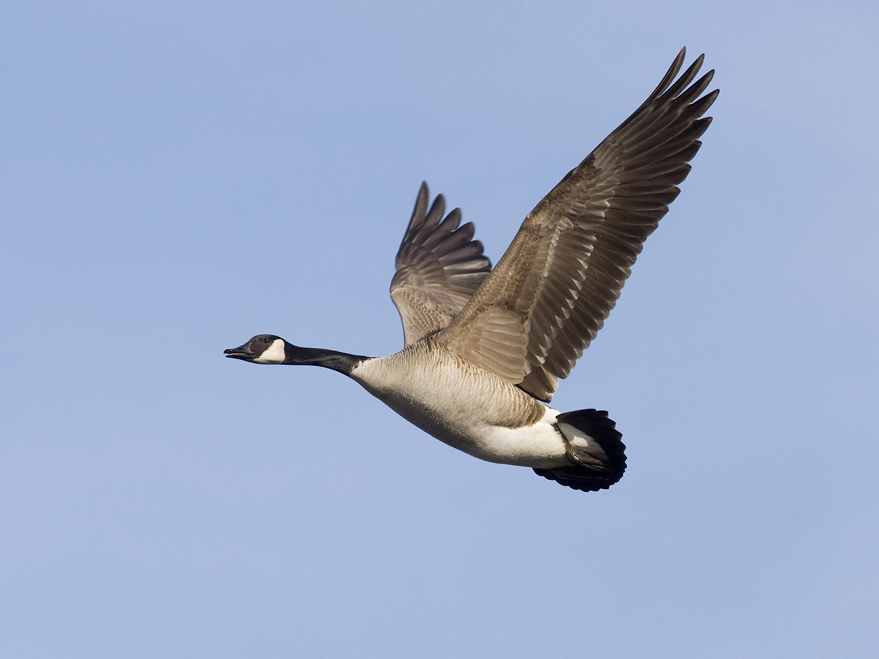 How Long Do Geese Live? (Complete Guide) | Birdfact