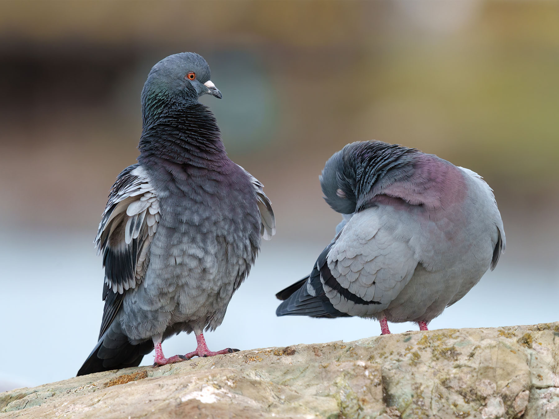 How Long Do Pigeons Live? Insights into Their Life and Longevity | Birdfact