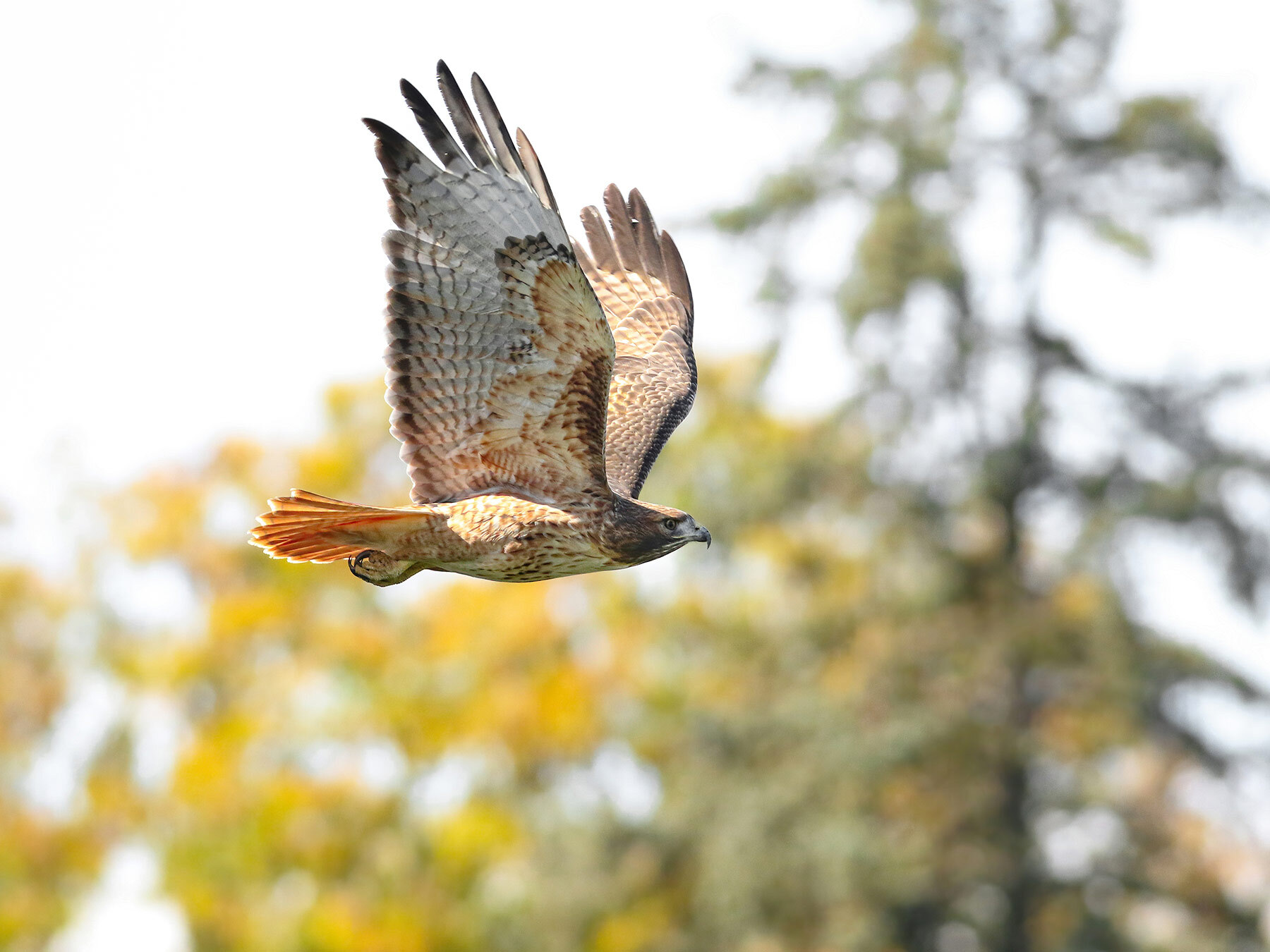 How Long Do Red-Tailed Hawks Live? (Red-tailed Hawk Lifespan) | Birdfact