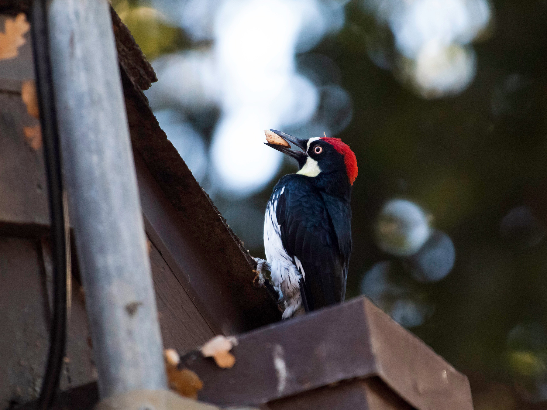 How to Humanely Deter Woodpeckers: Protecting Your Home While ...