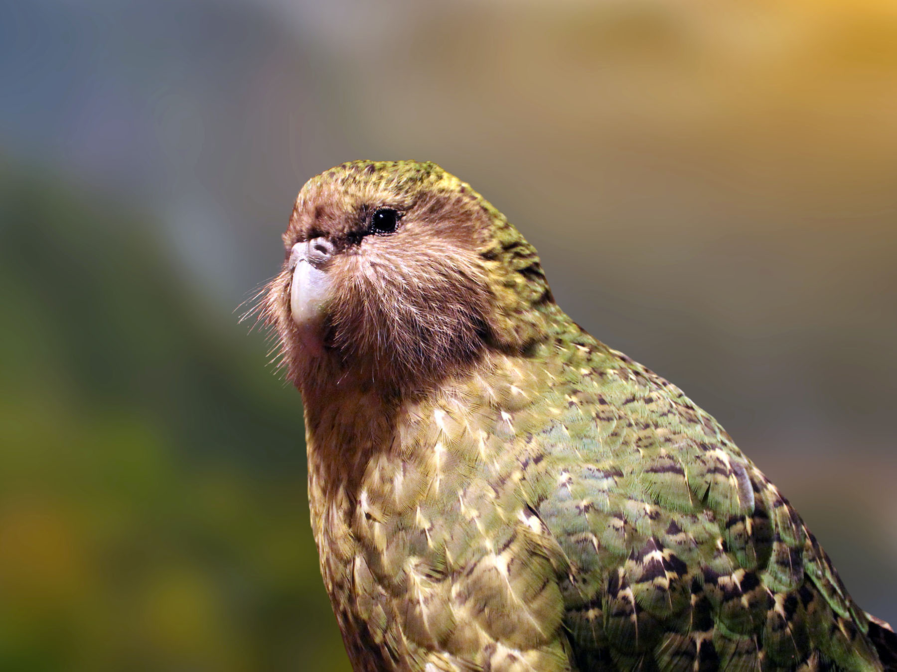 Kakapo | Birdfact