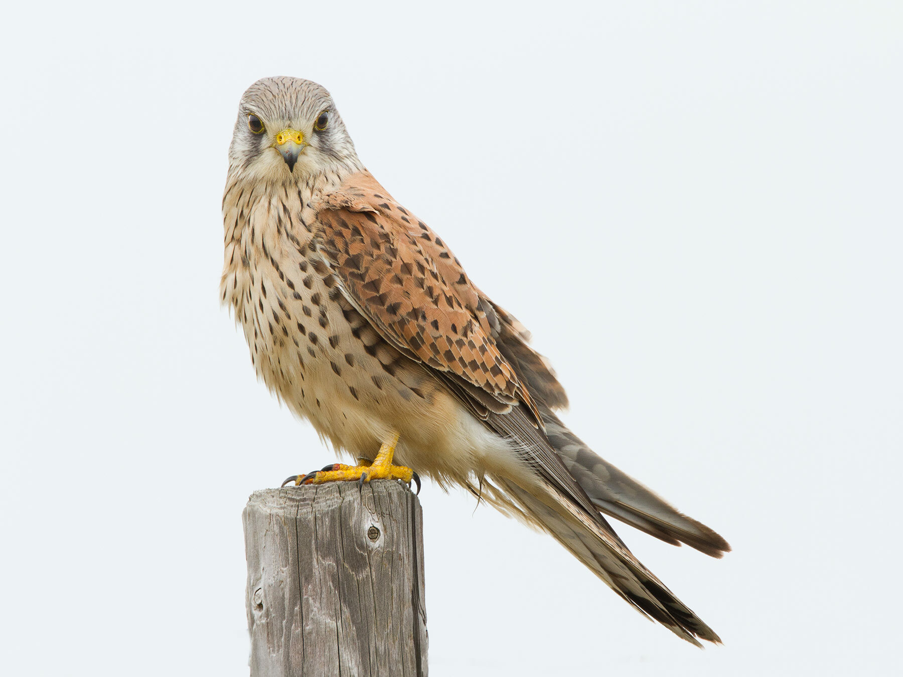 Kestrel | Birdfact