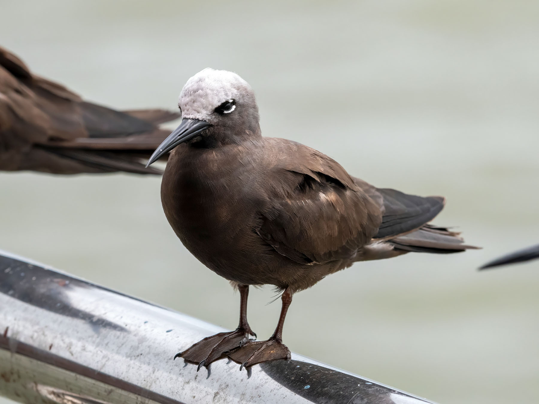 Lesser Noddy | Birdfact