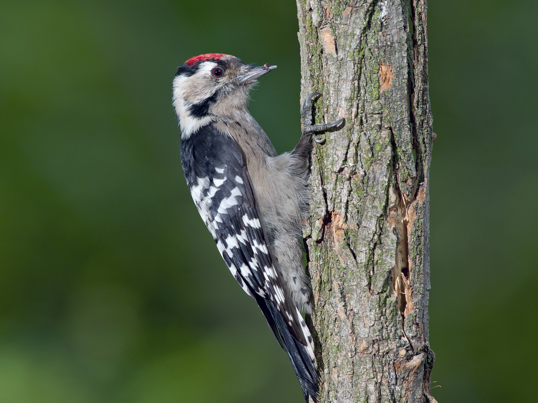 Lesser Spotted Woodpecker | Birdfact