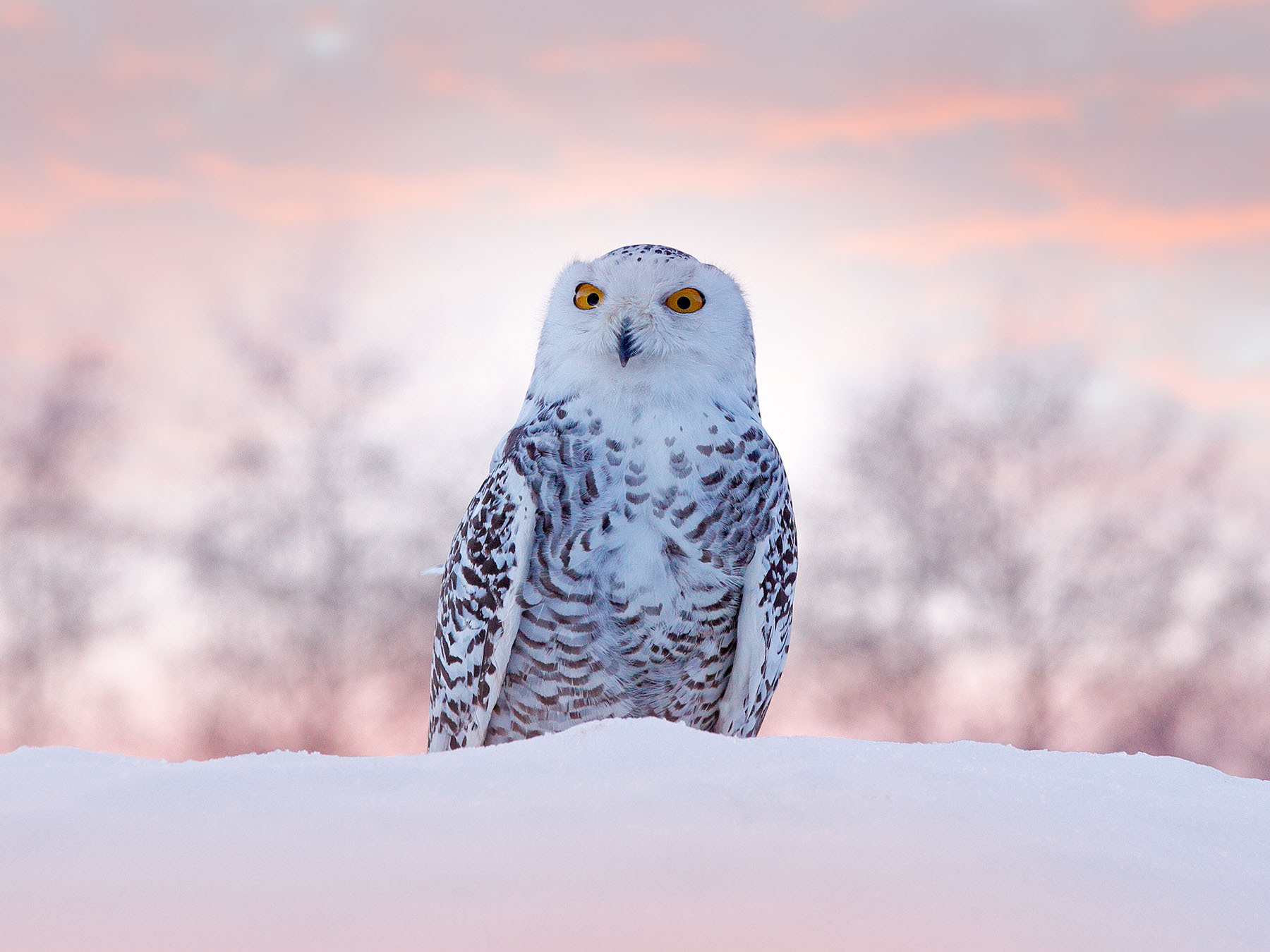 Alaska's Owls: A Guide to 10 Species (With Identification Tips) | Birdfact