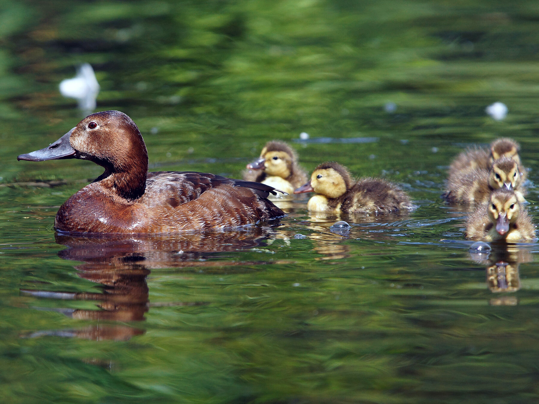 Pochard Bird Facts (Aythya ferina) | Birdfact