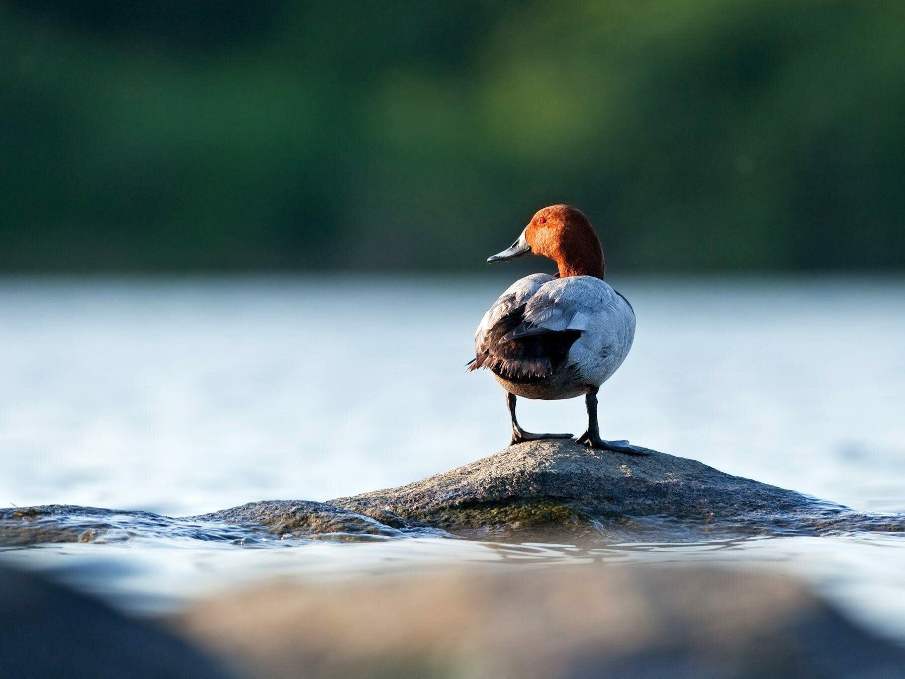 Pochard Bird Facts (Aythya ferina) | Birdfact