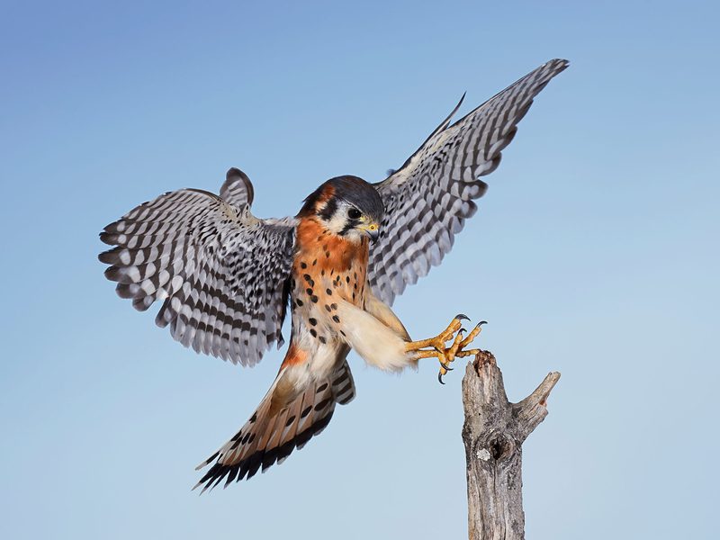 Female American Kestrels (Male vs Female Identification) | Birdfact Female American Kestrels (Male vs Female Identification) | Birdfact