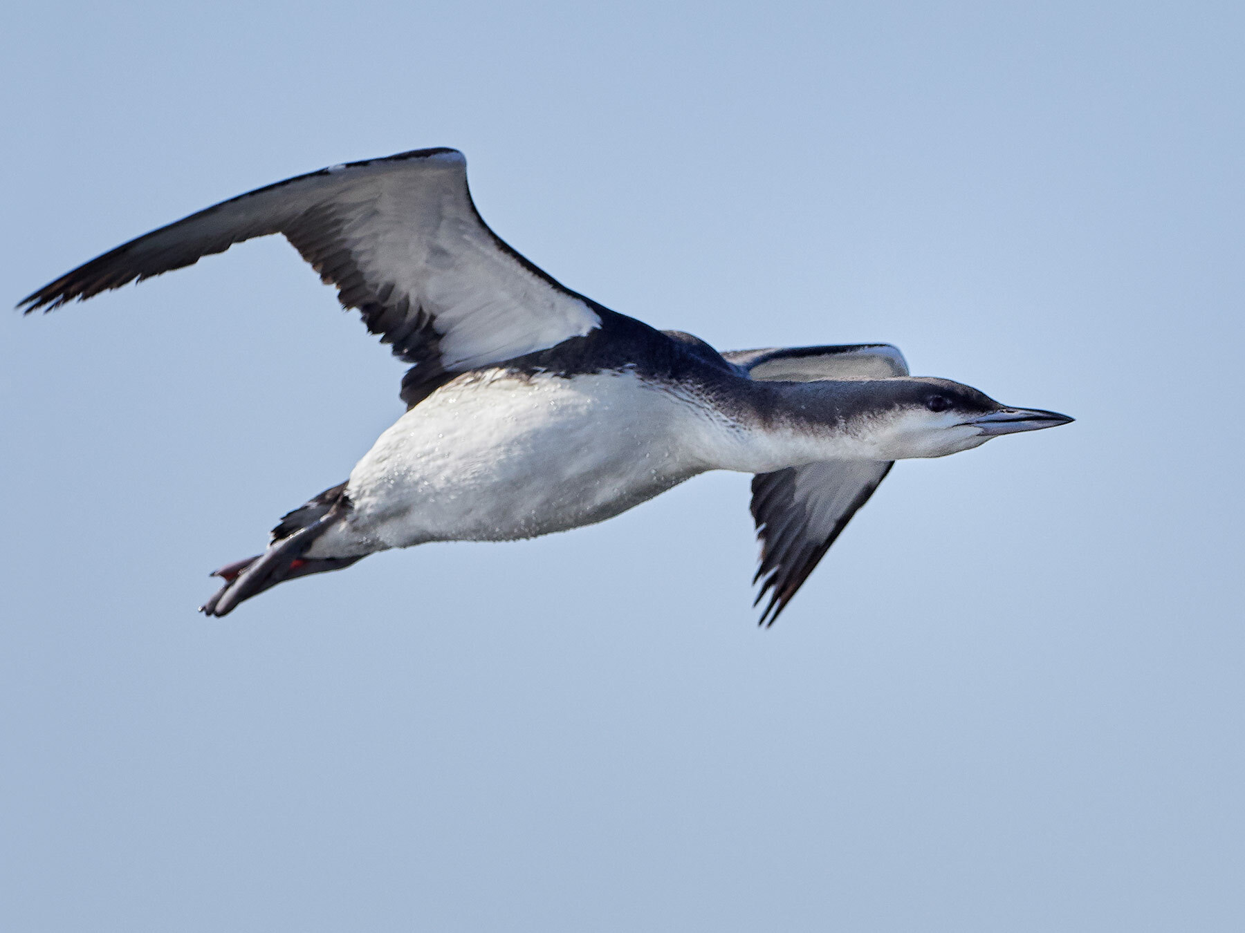 Arctic Loon Bird Facts (Gavia arctica) | Birdfact